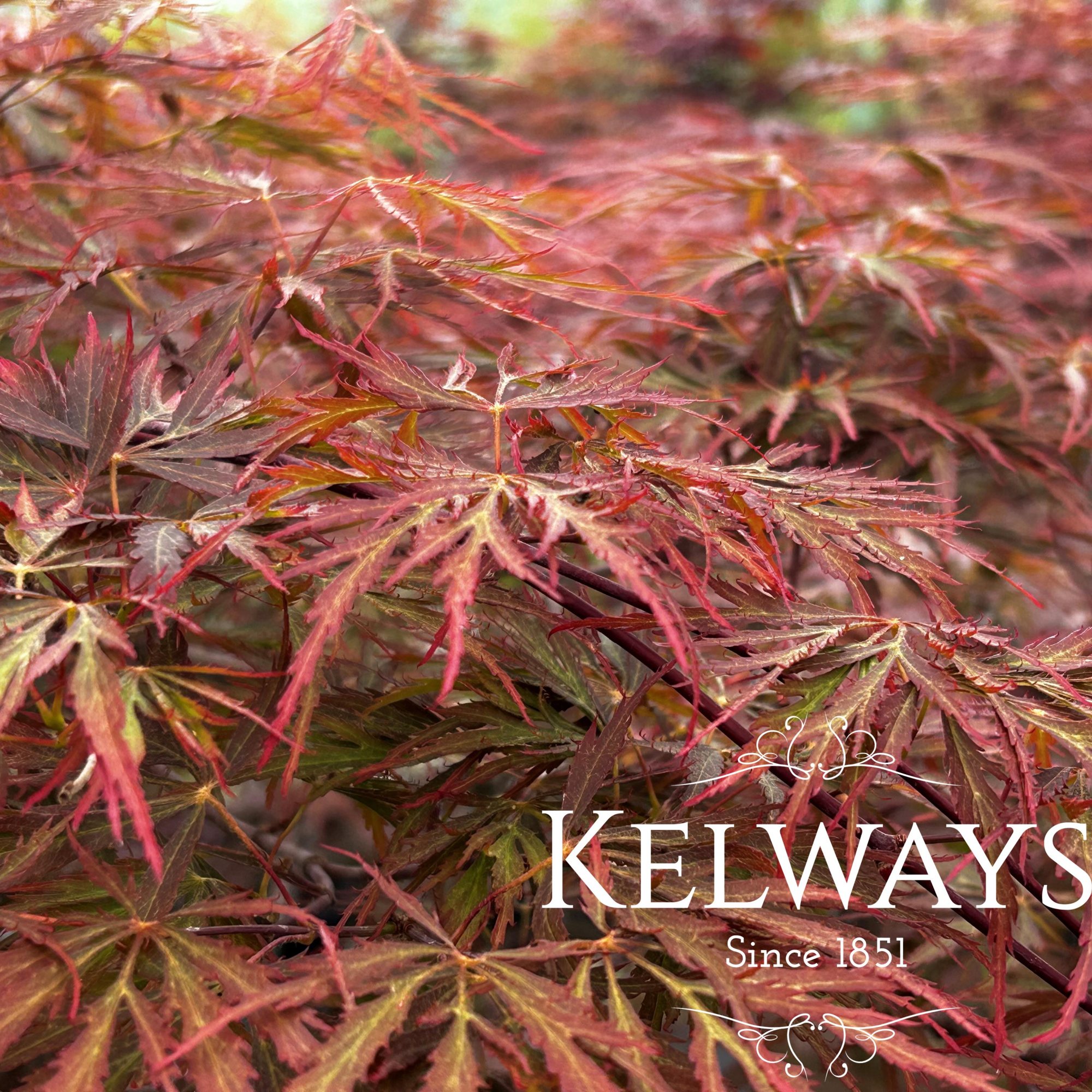 Acer palmatum 'Crimson Princess' (D) - Kelways Plants Ltd