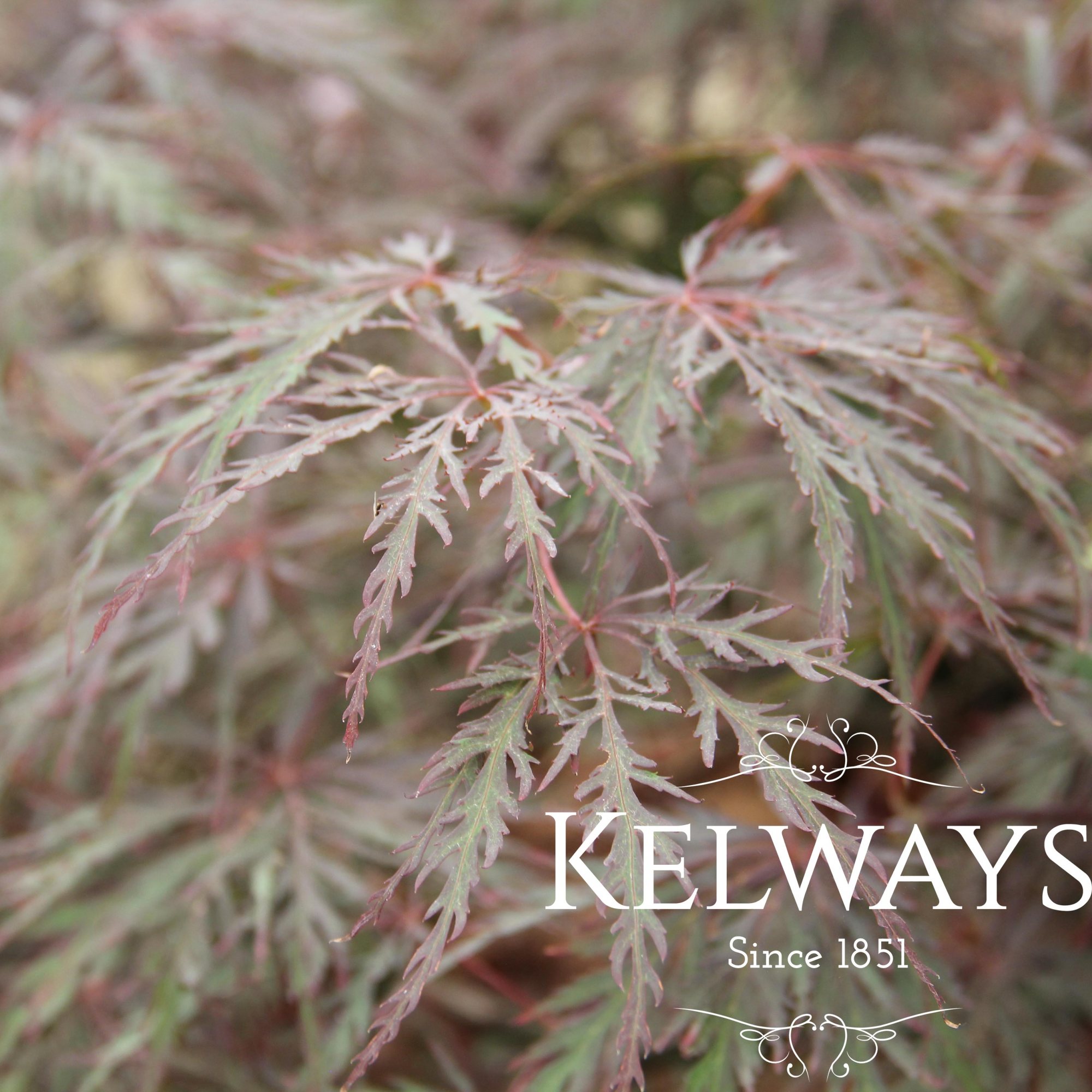 Acer palmatum 'Inaba-shidare' (D) - Kelways Plants Ltd