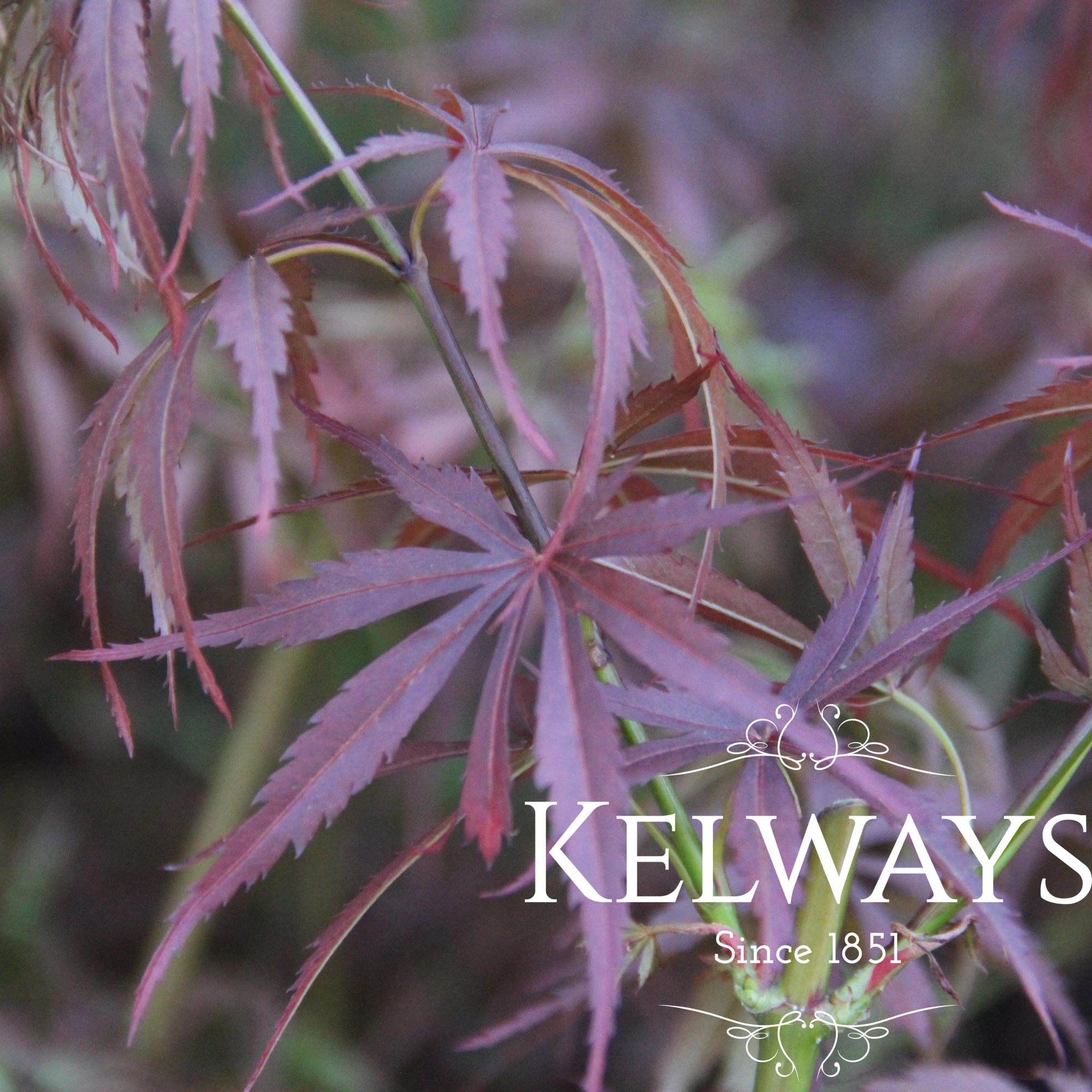 Acer palmatum 'Jerre Schwartz' (Dw) - Kelways Plants Ltd