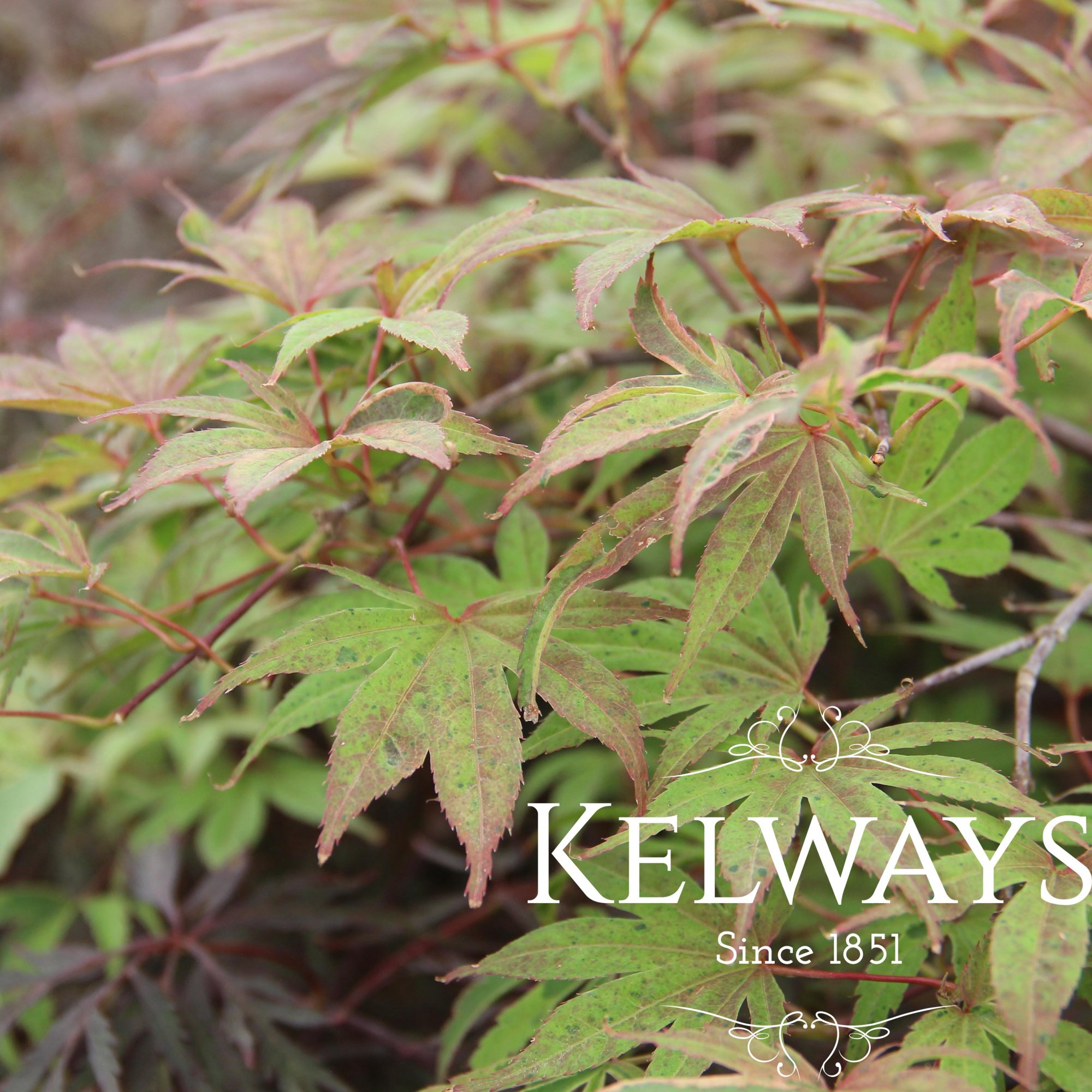 Acer palmatum 'Shirazz' - Kelways Plants Ltd
