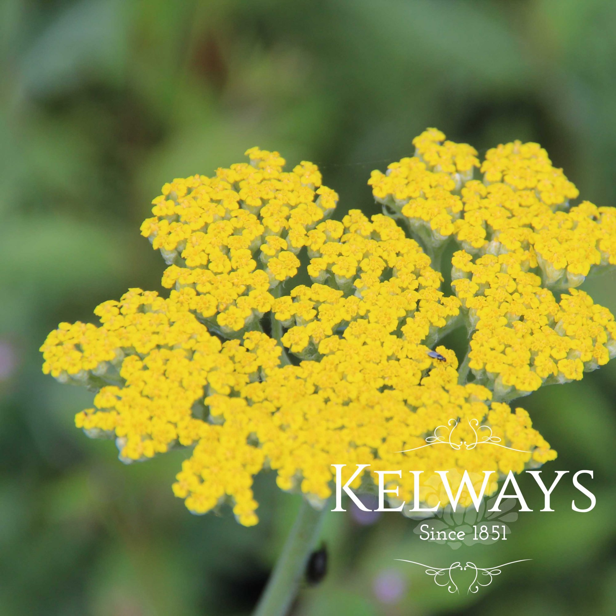 Achillea 'Coronation Gold' - Kelways Plants Ltd