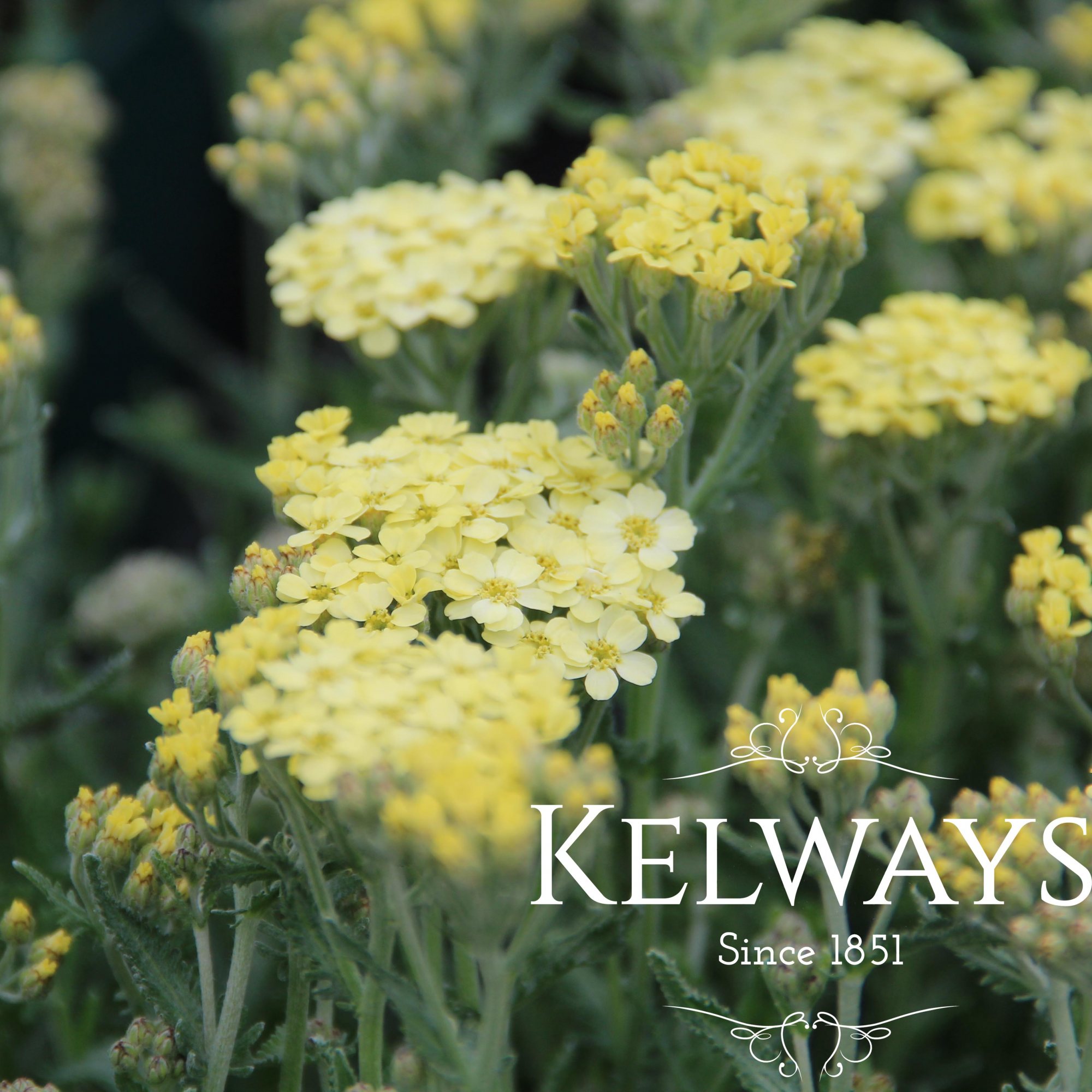 Achillea 'King Alfred' - Kelways Plants Ltd