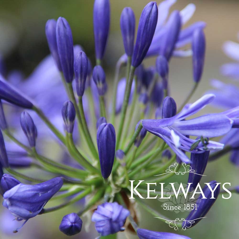 Agapanthus 'Timaru' - Kelways Plants Ltd