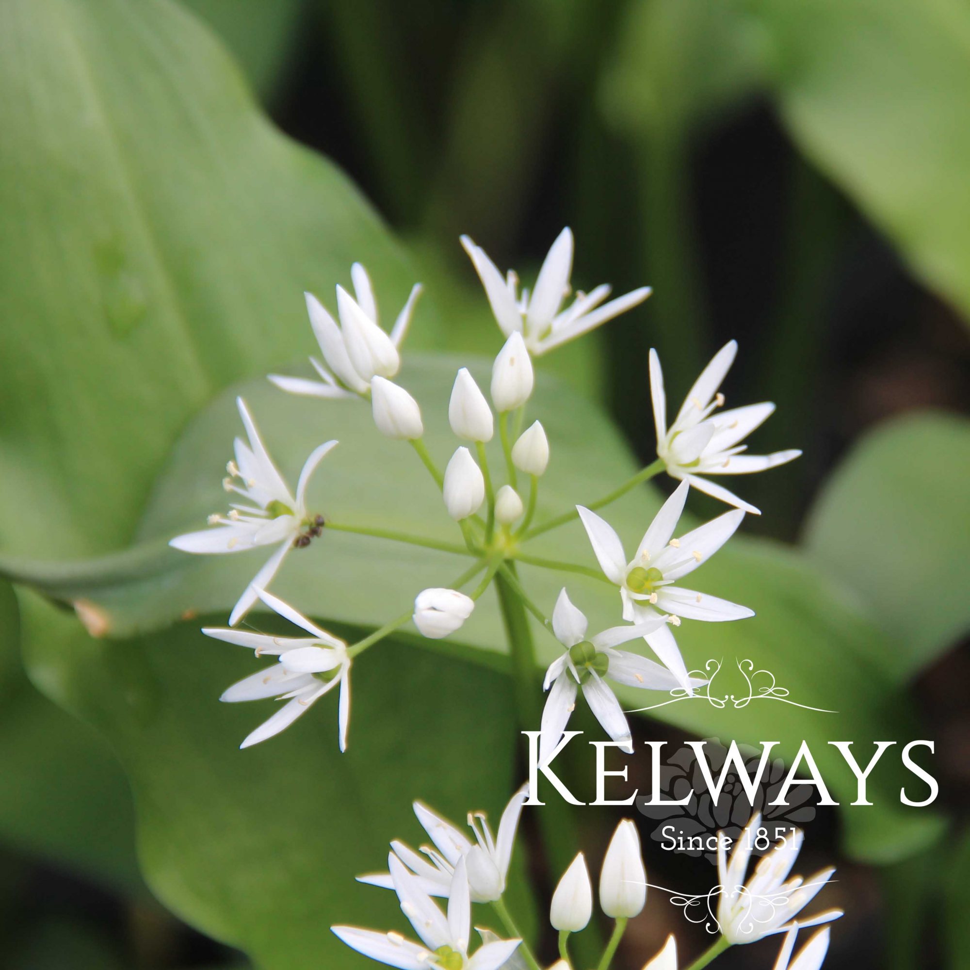 Allium ursinum - Kelways Plants Ltd