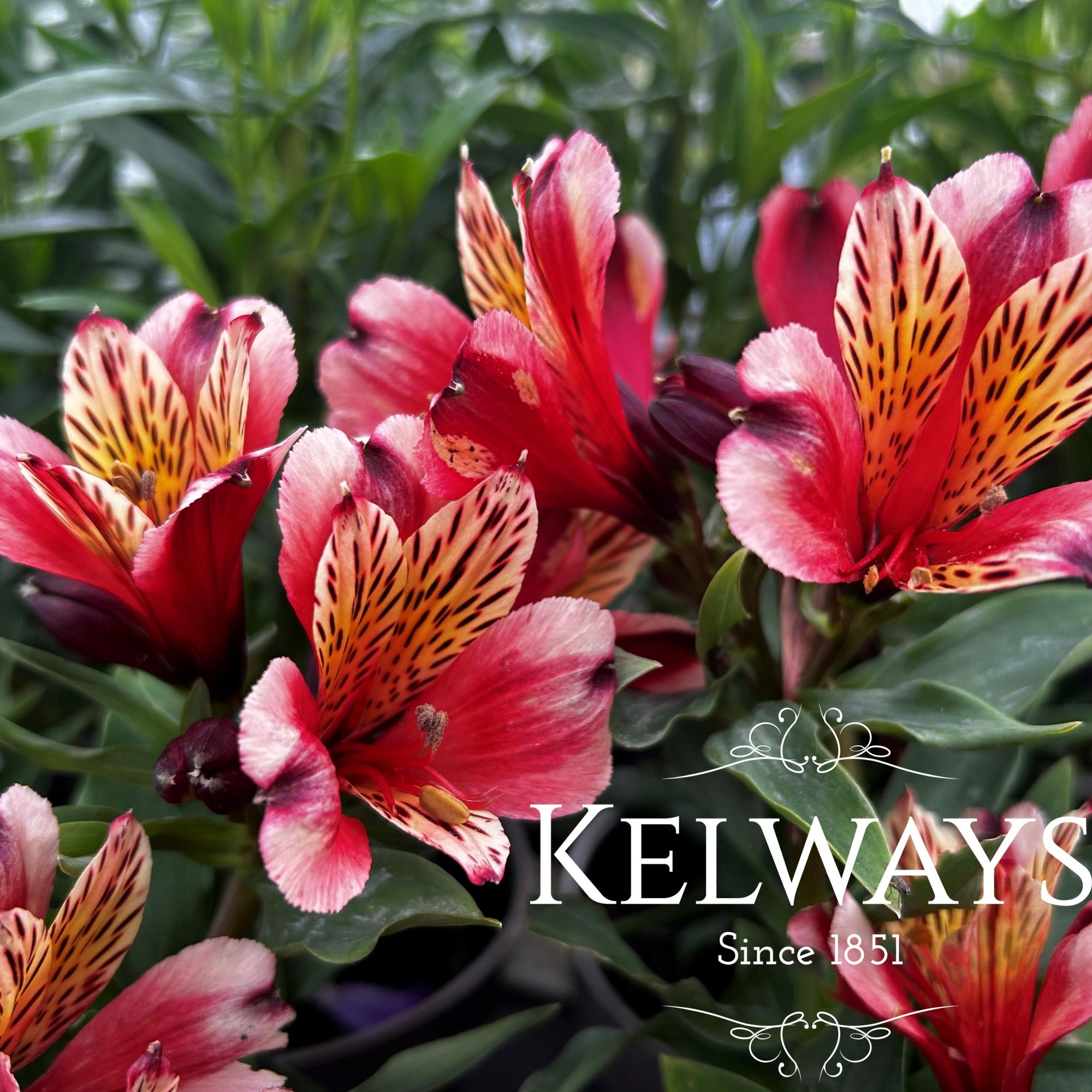 Alstroemeria 'Inca Husky' (Inca Series) - Kelways Plants Ltd