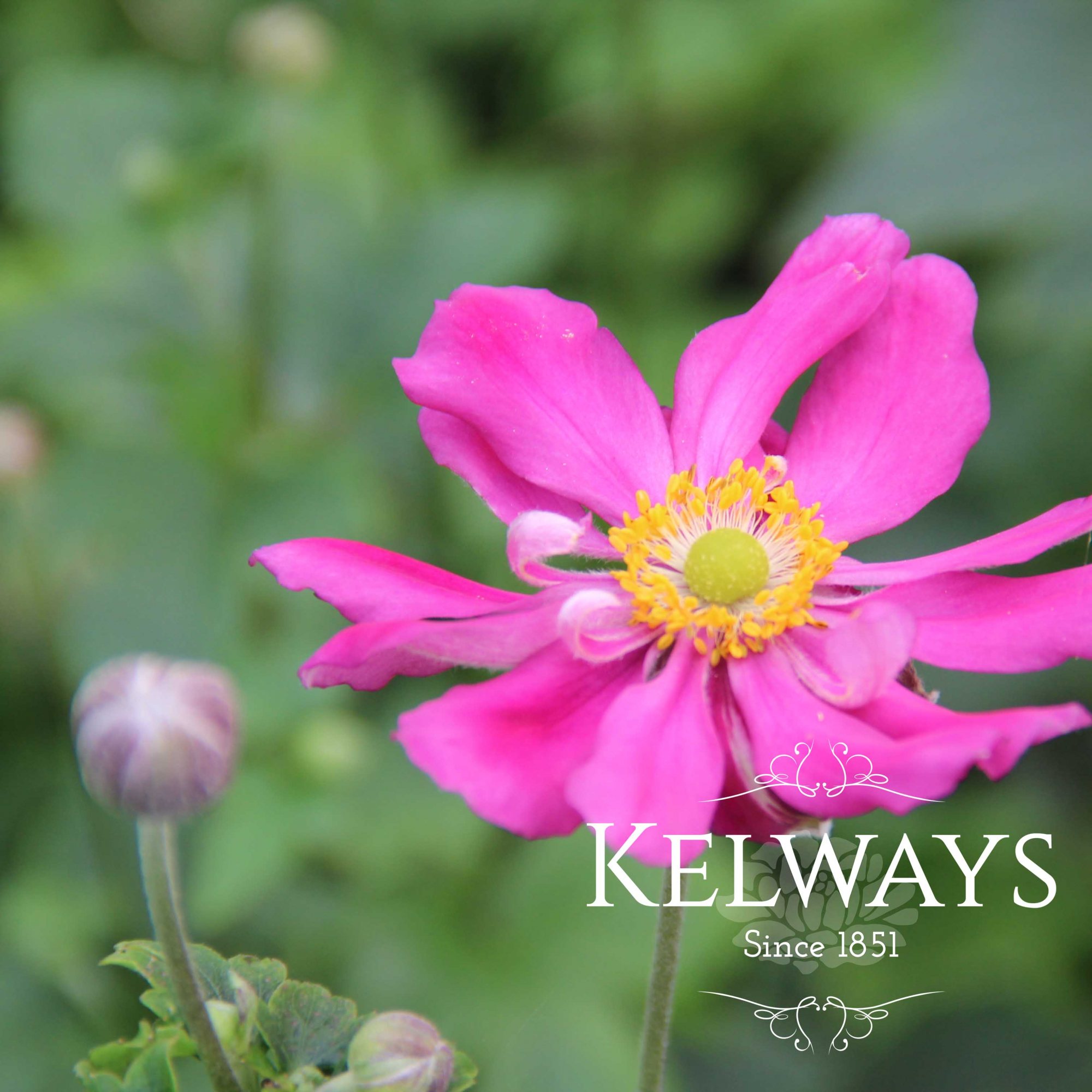 Anemone hupehensis var. japonica 'Prinz Heinrich' - Kelways Plants Ltd