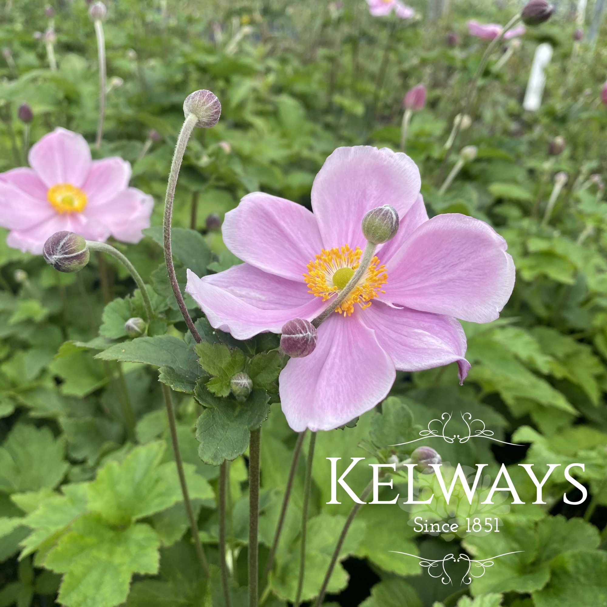 Anemone x hybrida 'Loreley' - Kelways Plants Ltd