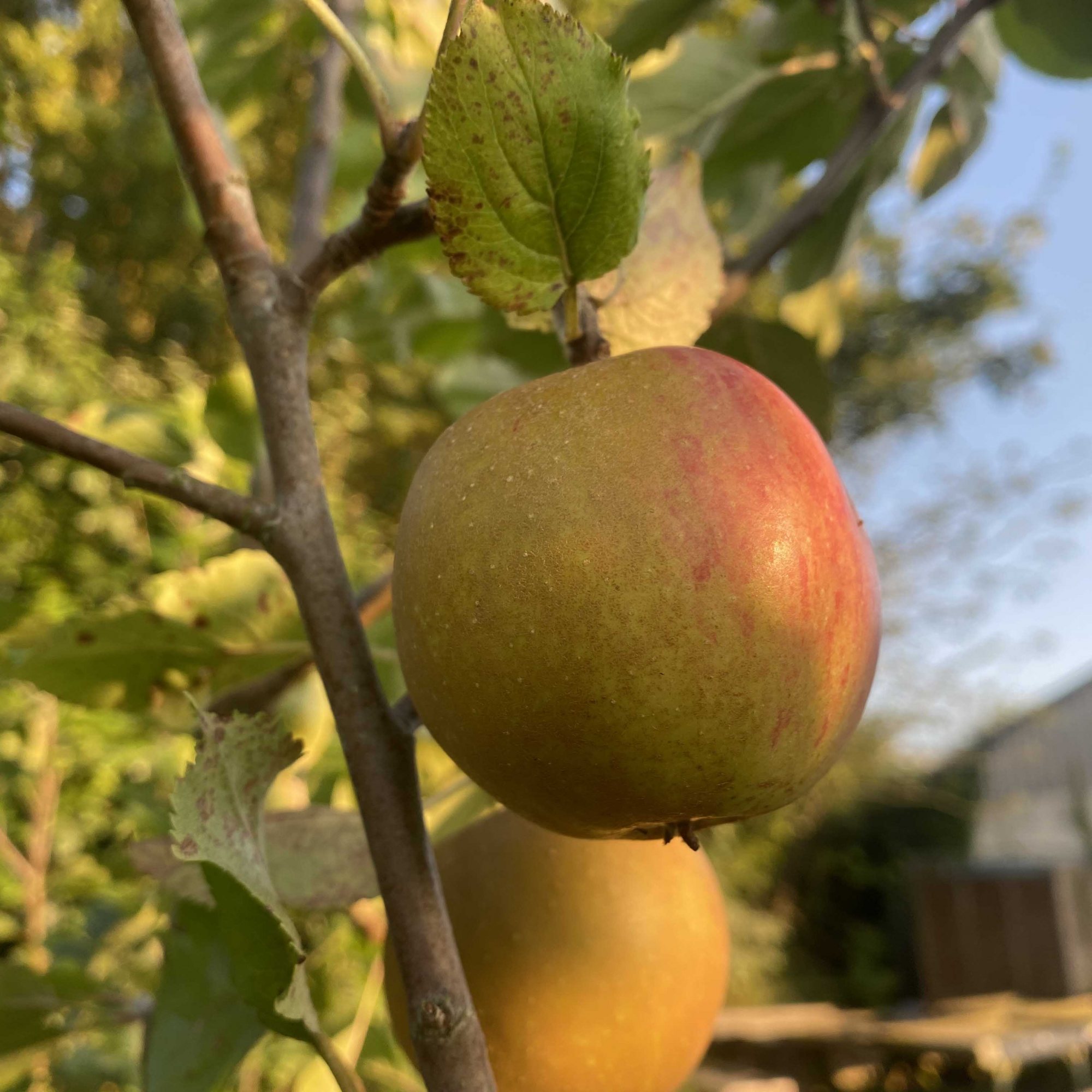 Malus domestica 'Red Belle de Boskoop' (D) (Apple) - Kelways Plants Ltd