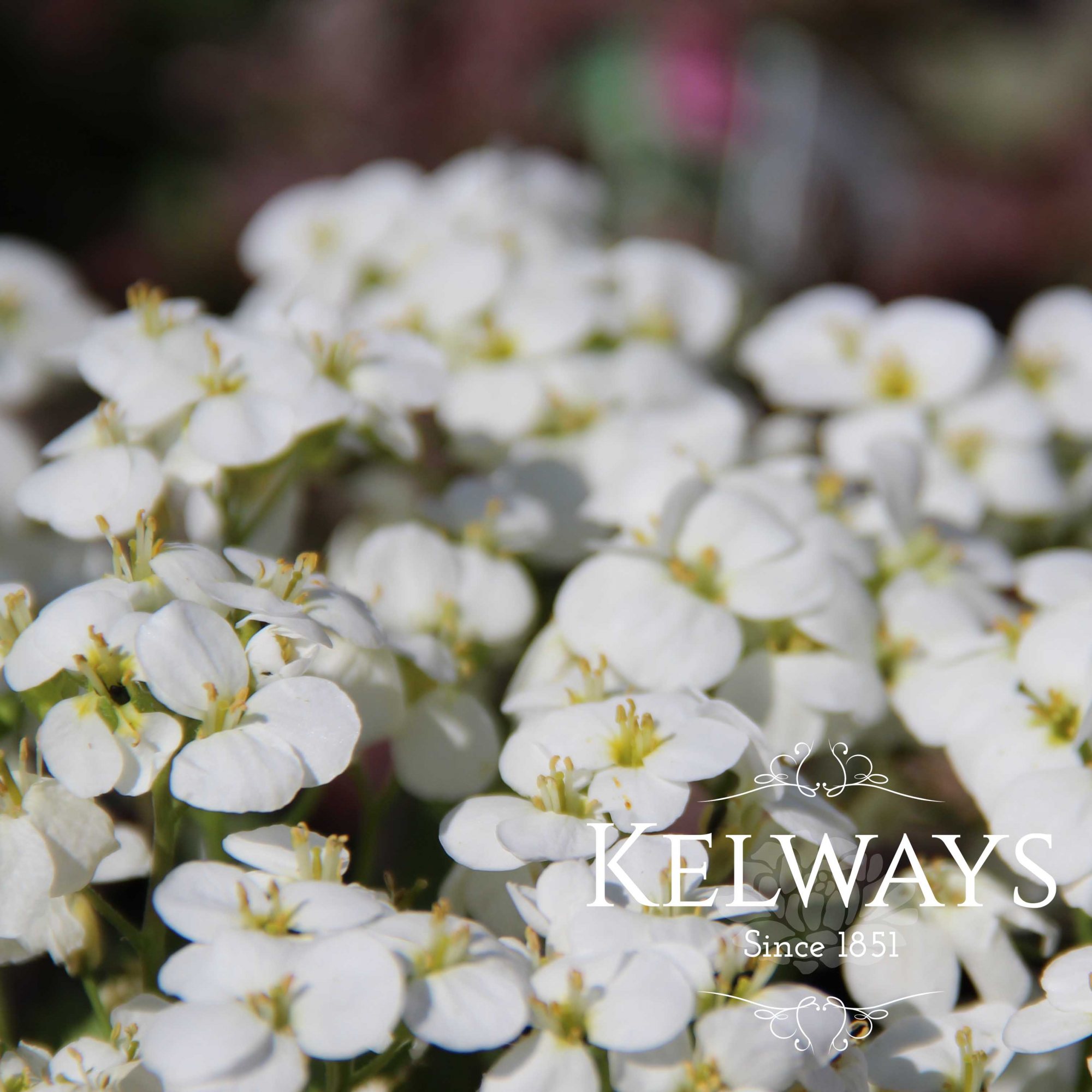 Arabis alpina subsp. caucasica LITTLE TREASURE WHITE ('Aralba') - Kelways Plants Ltd