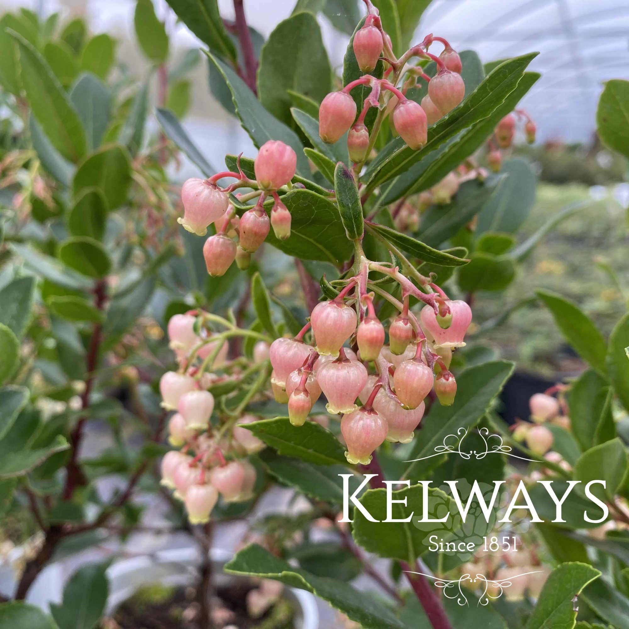 Arbutus unedo f. rubra - Kelways Plants Ltd