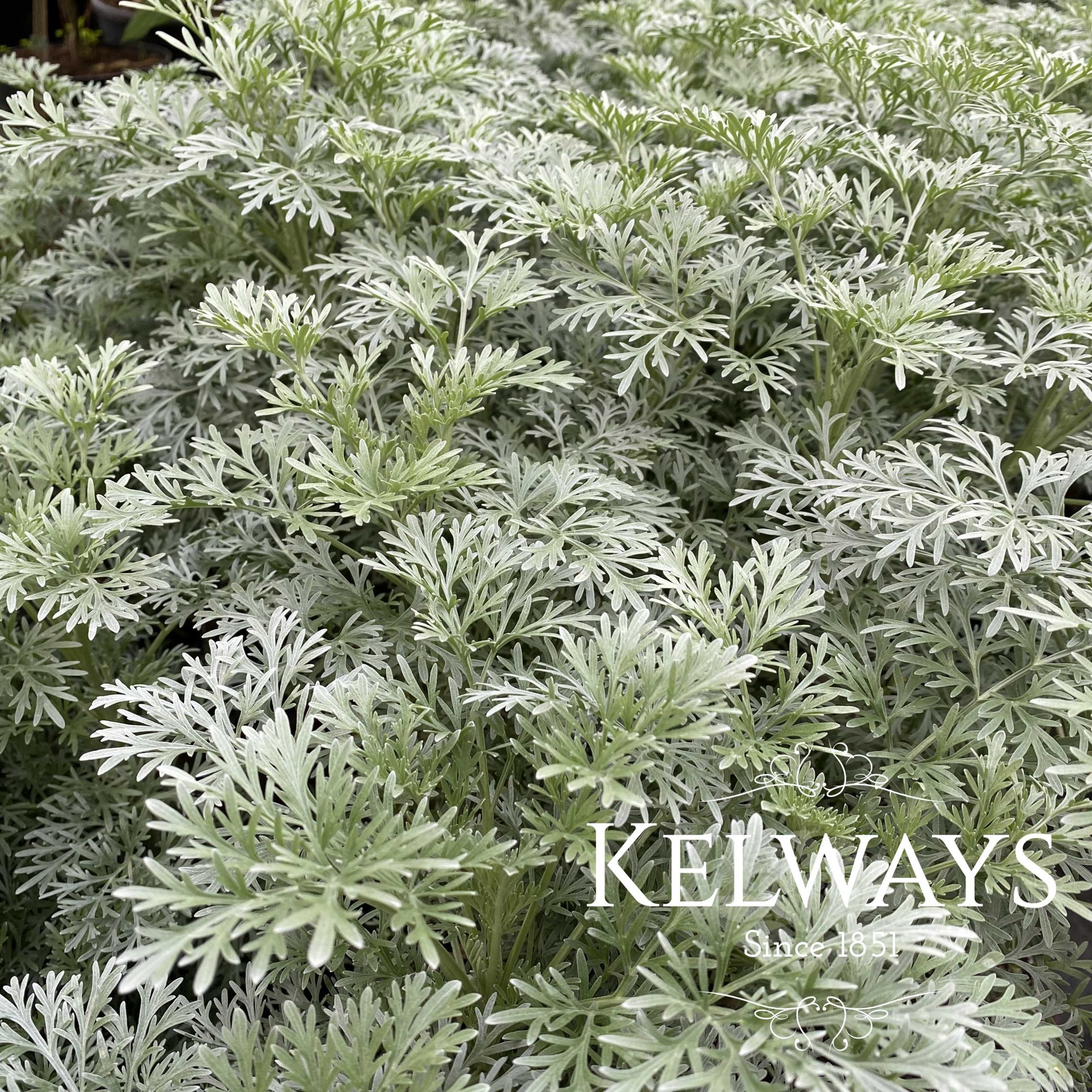 Artemisia 'Powis Castle' - Kelways Plants Ltd