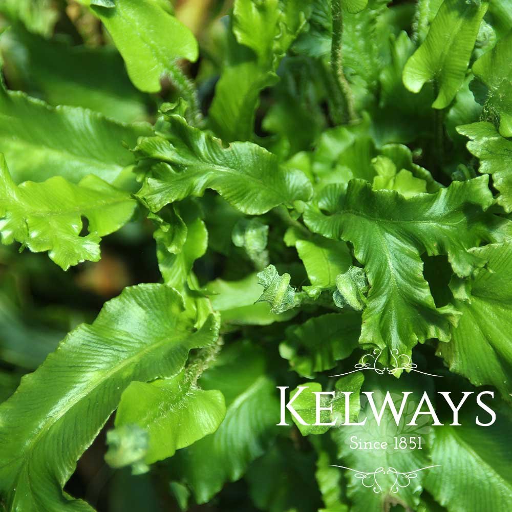 Asplenium scolopendrium Cristatum Group - Kelways Plants Ltd