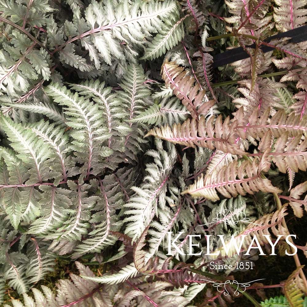Athyrium niponicum var. pictum - Kelways Plants Ltd