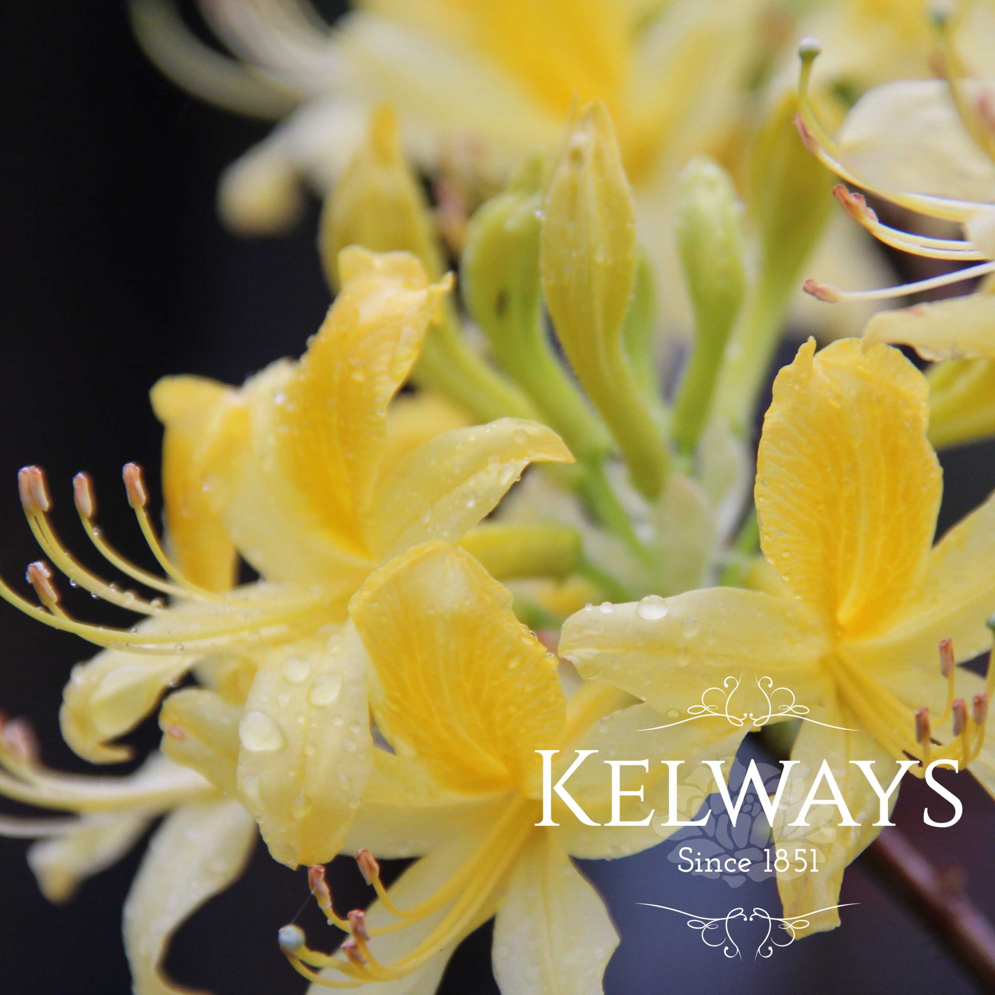 Azalea luteum - Kelways Plants Ltd