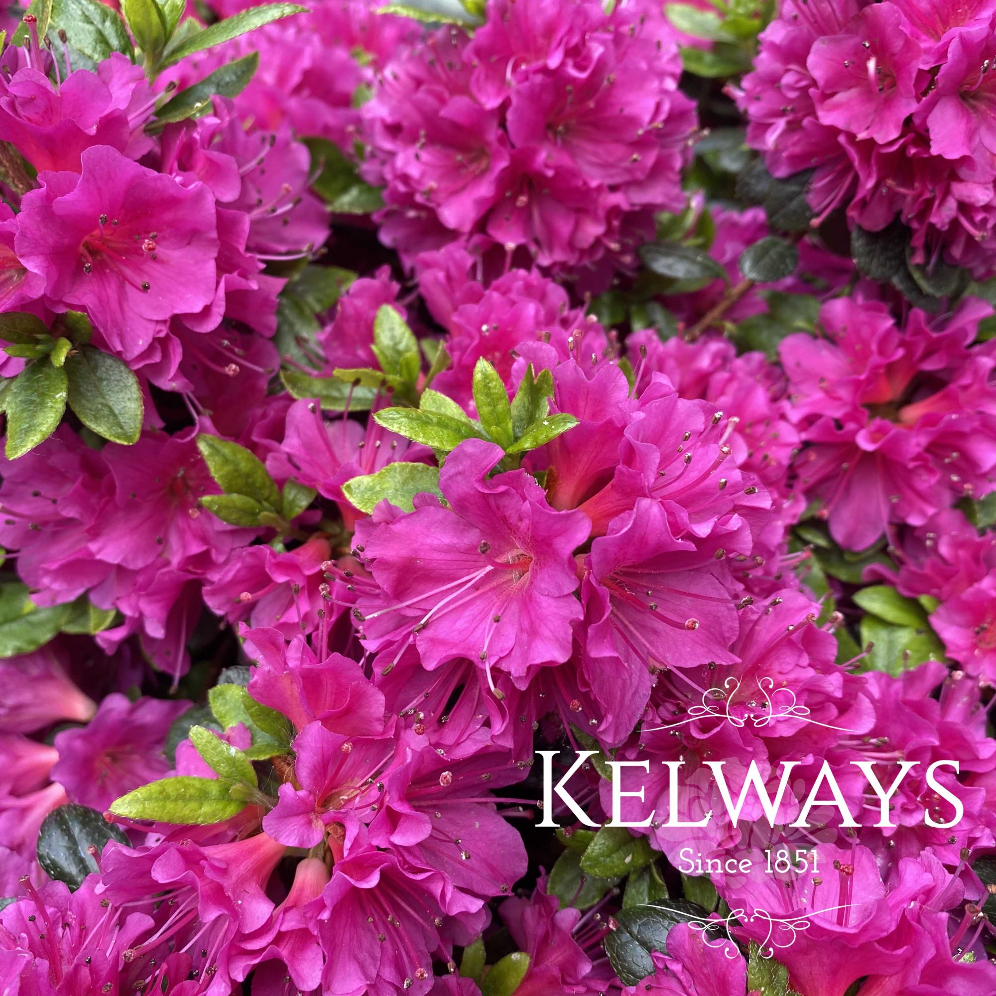 Azalea Geisha Purple - Kelways Plants Ltd