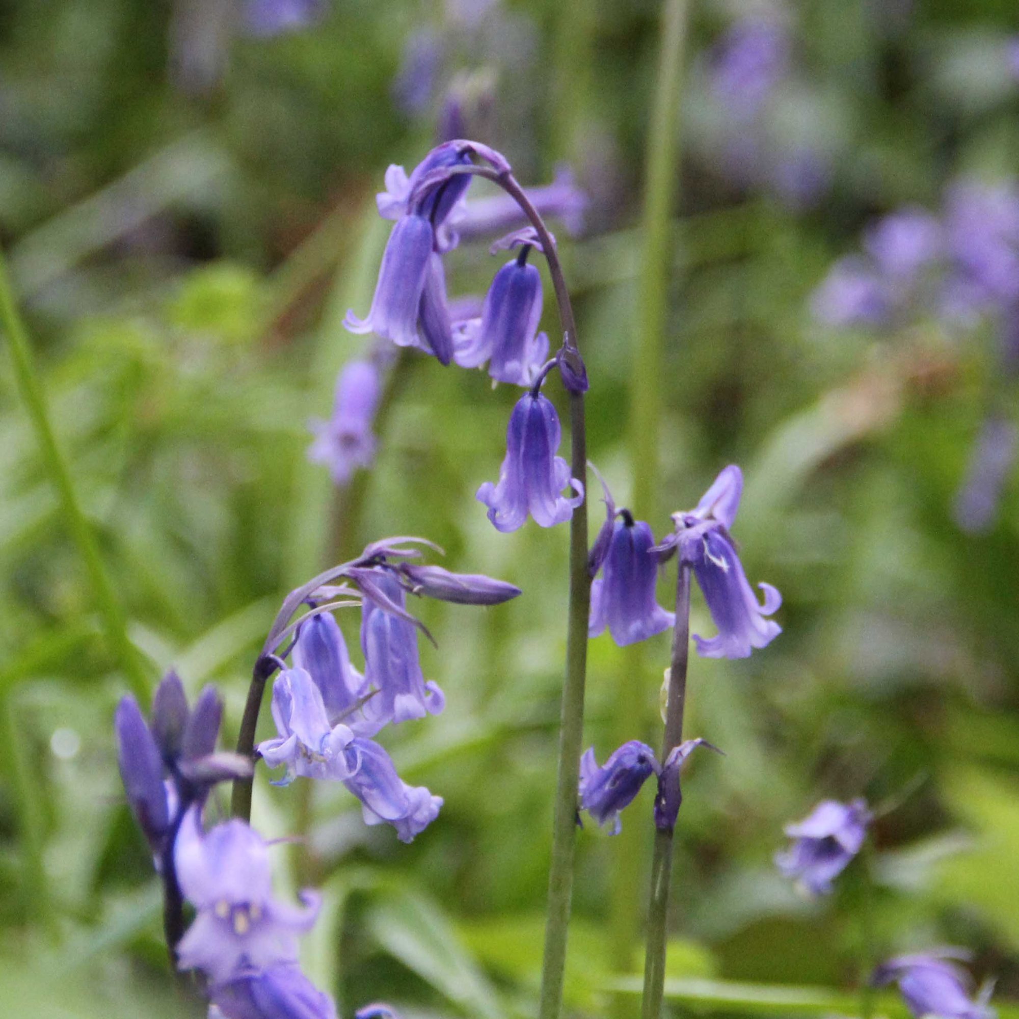 English Bluebells (in-the-green) (x100) - Kelways Plants Ltd