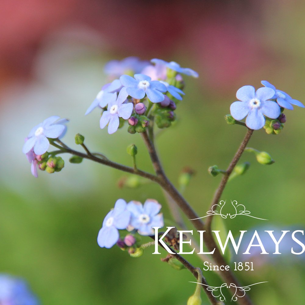 Brunnera macrophylla - Kelways Plants Ltd