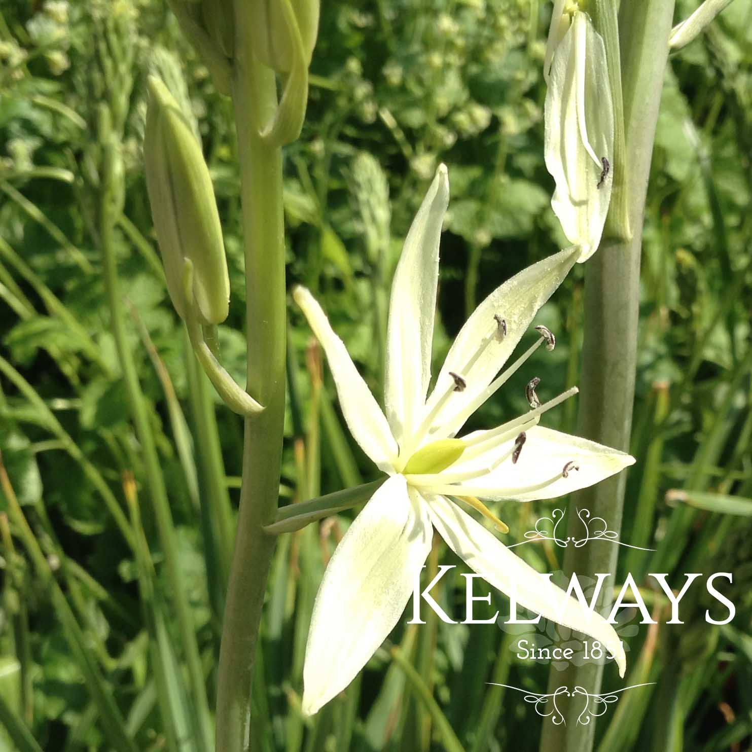 Camassia leichtlinii subsp. leichtlinii - Kelways Plants Ltd