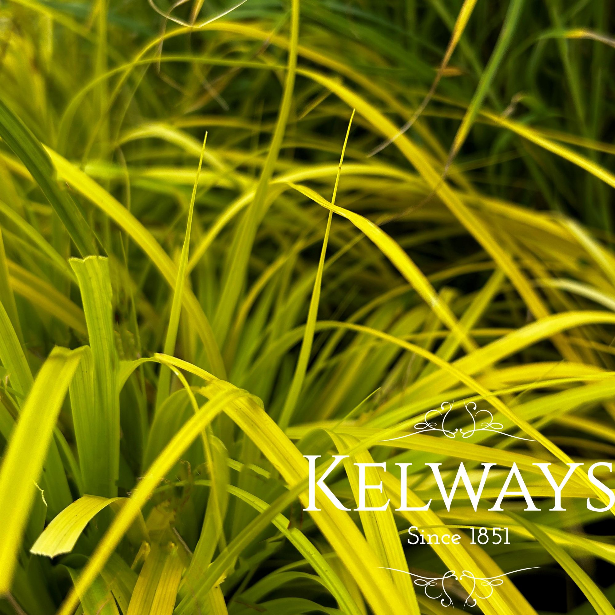 Carex oshimensis 'Everillo' (EverColor Series) - Kelways Plants Ltd