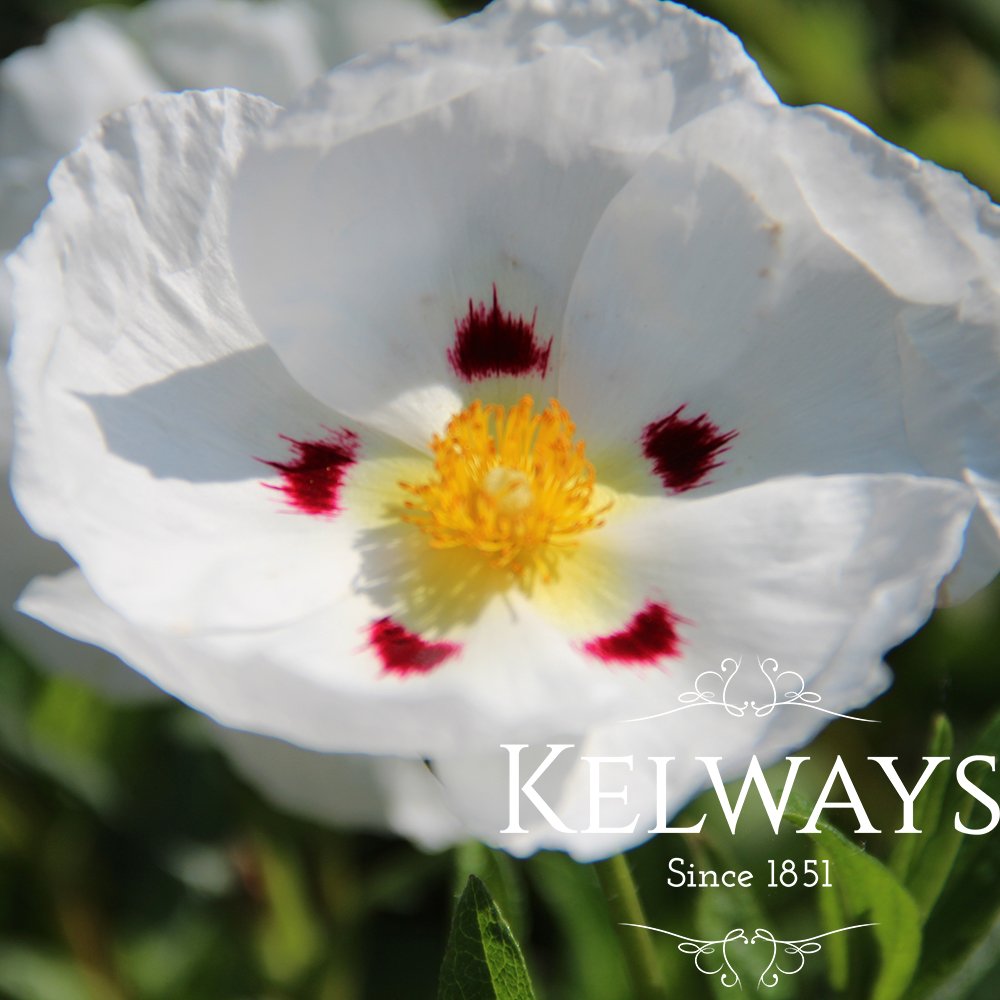 Cistus x dansereaui 'Decumbens' - Kelways Plants Ltd