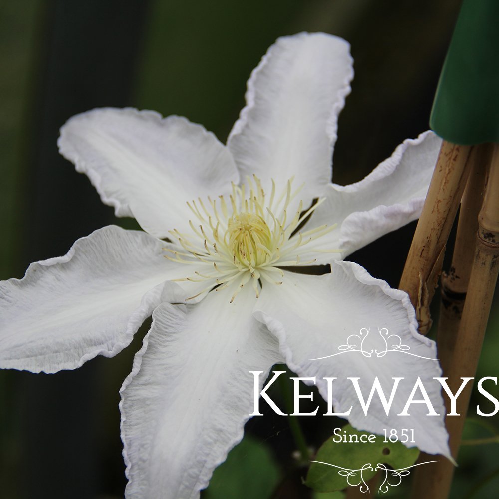 Clematis 'Gillian Blades' - Kelways Plants Ltd