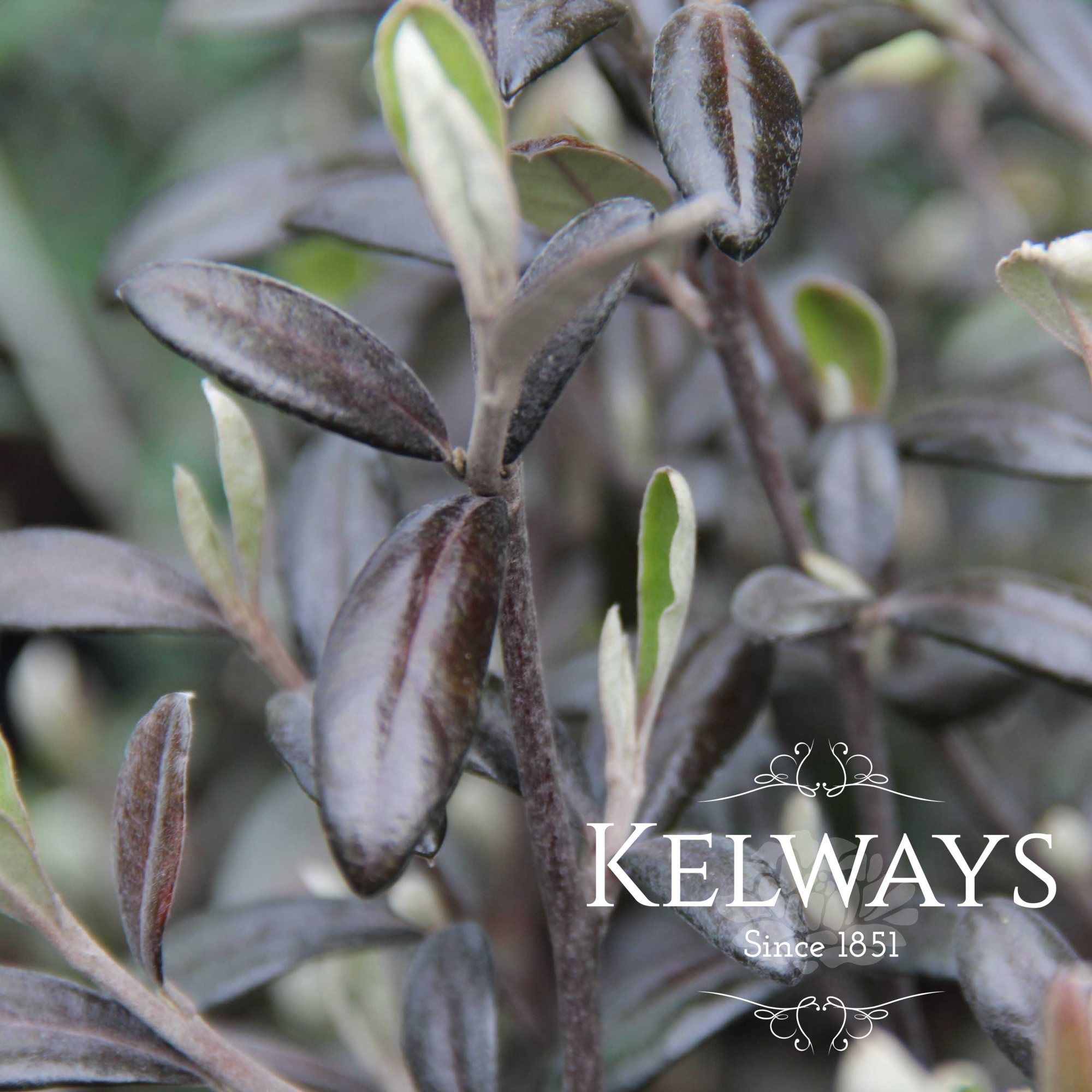 Corokia x virgata 'Frosted Chocolate' - Kelways Plants Ltd