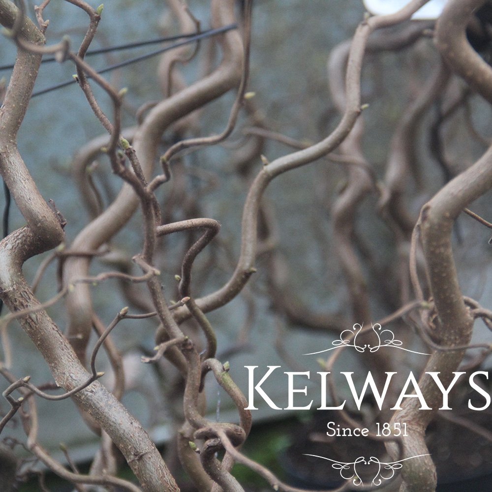 Corylus avellana 'Contorta' - Kelways Plants Ltd