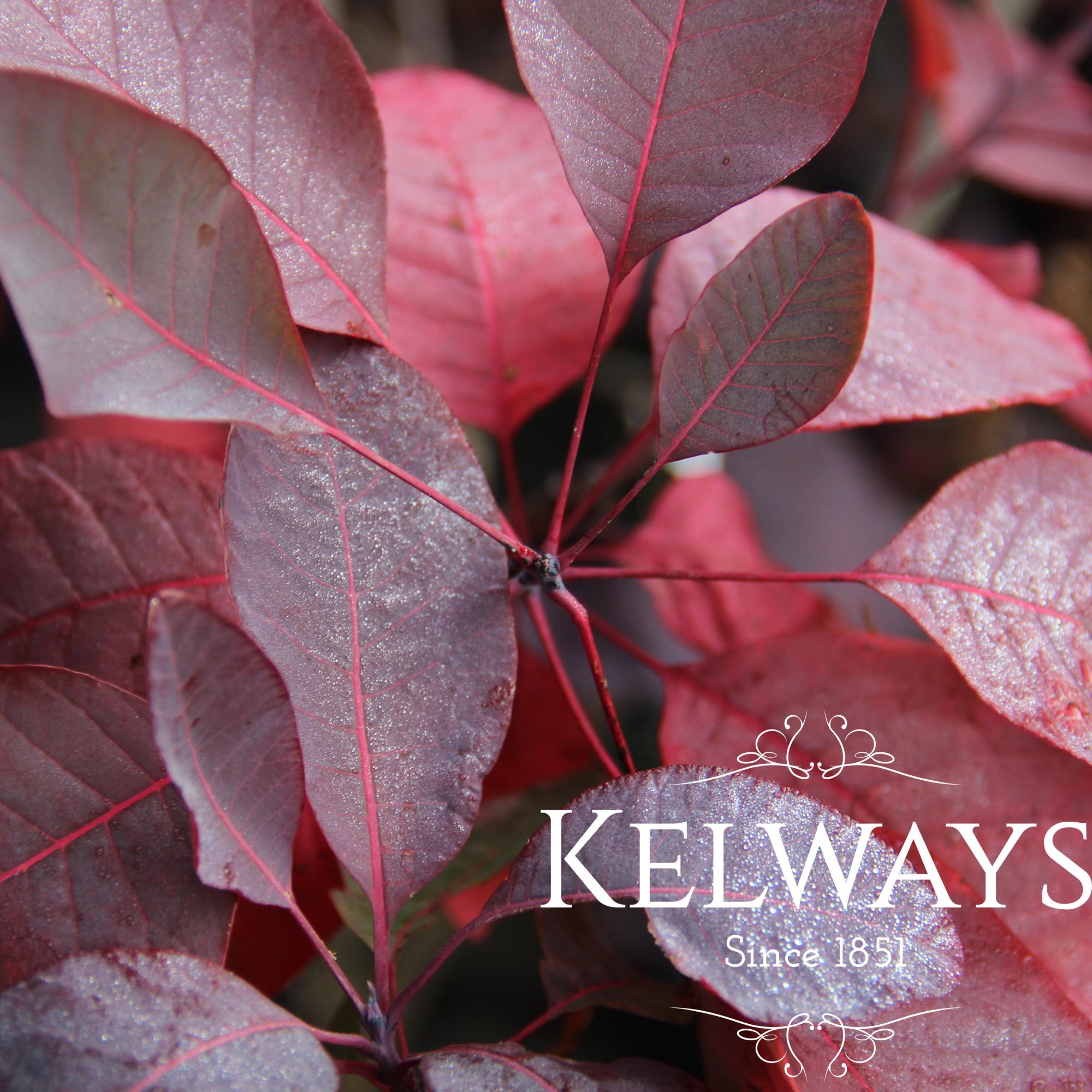 Cotinus 'Grace' - Kelways Plants Ltd
