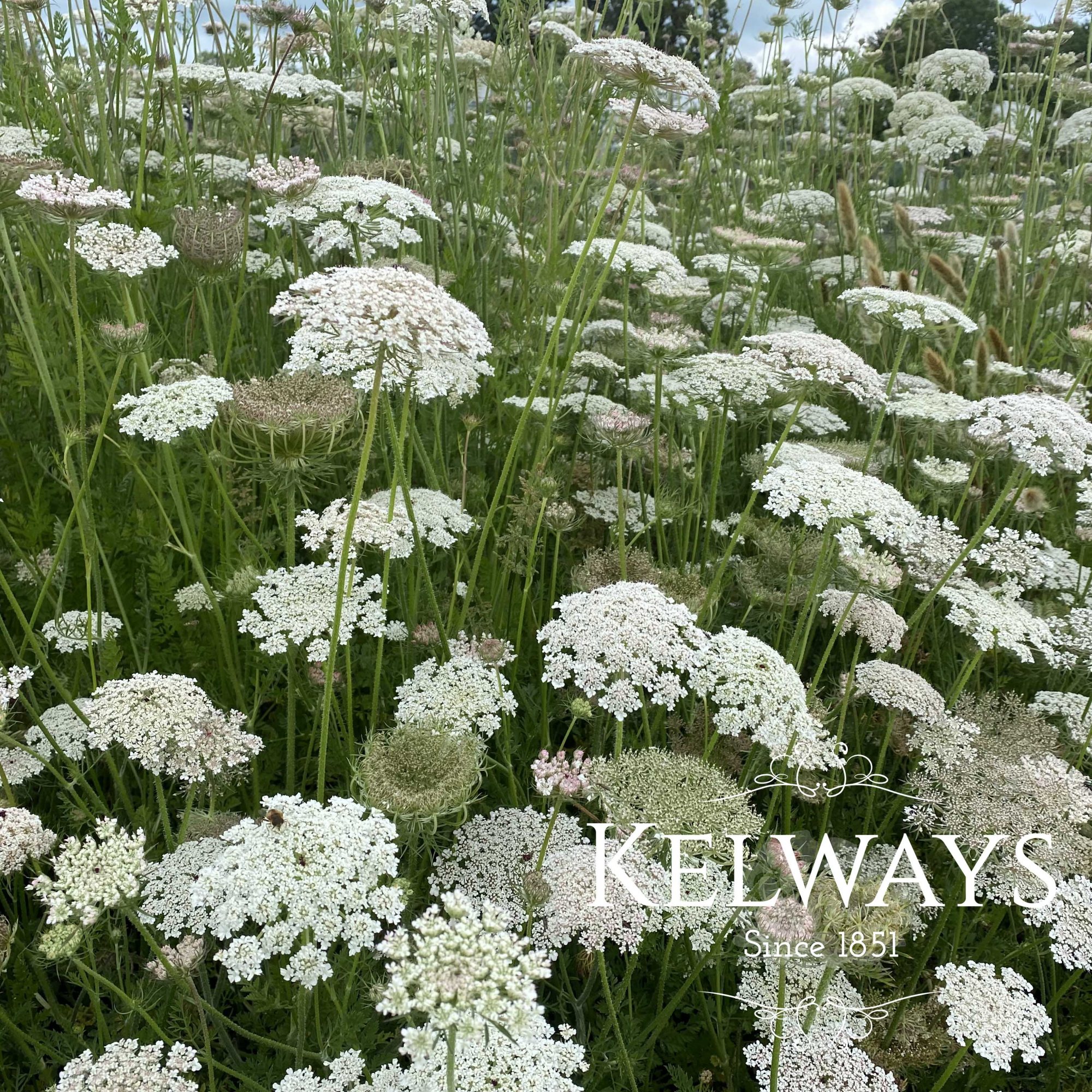 Daucus carota - Kelways Plants Ltd