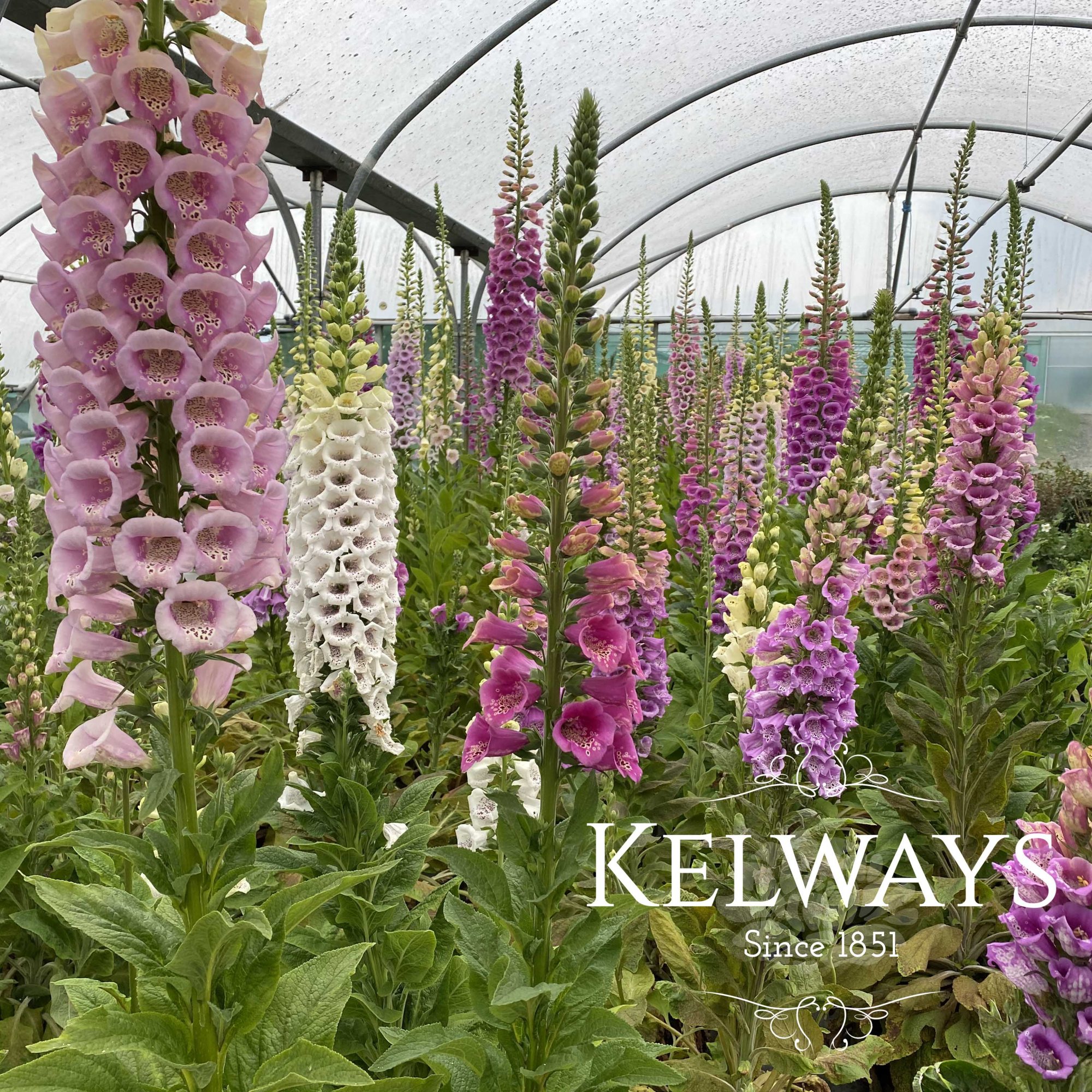 Digitalis purpurea (mixed hybrids) - Kelways Plants Ltd