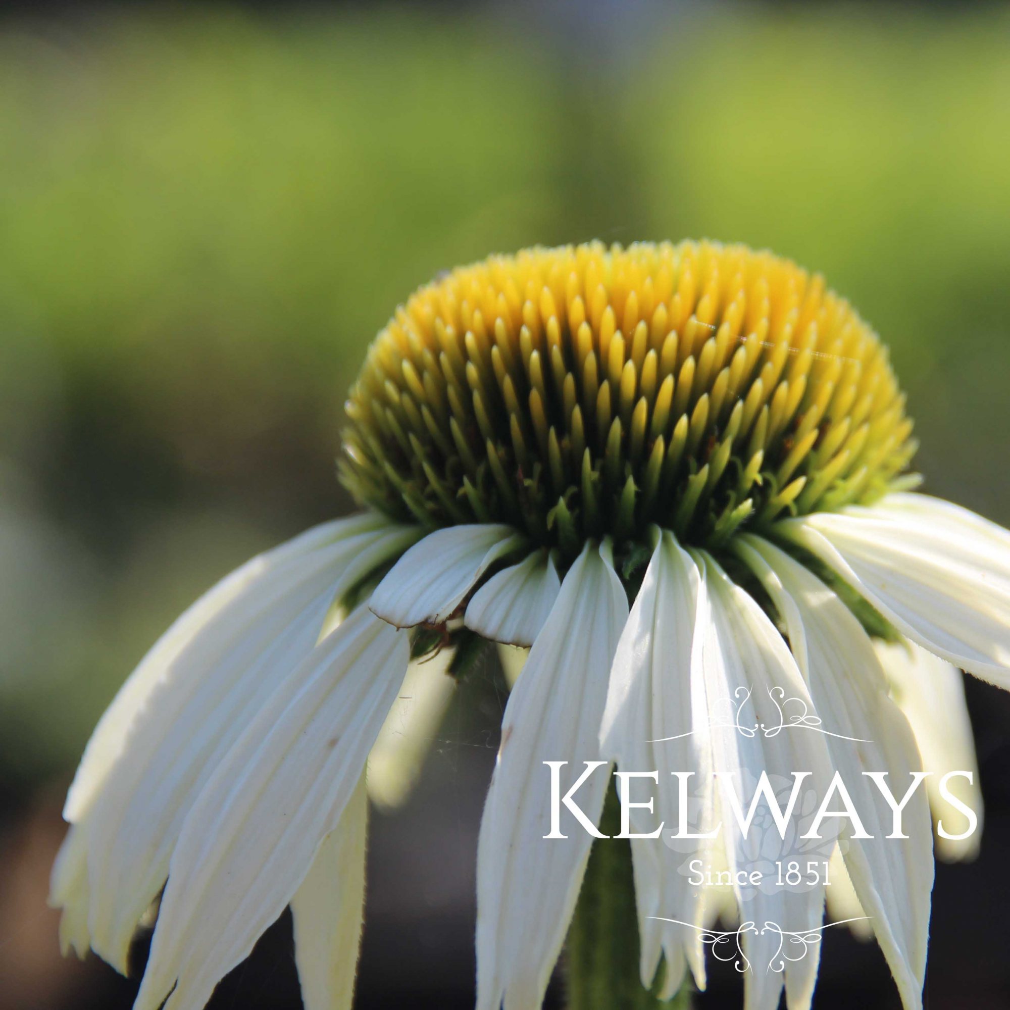 Echinacea purpurea White Swan