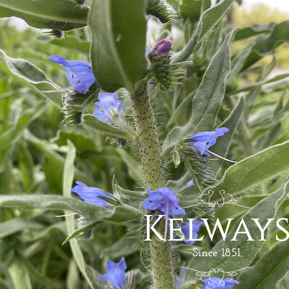 Echium vulgare 'Blue Bedder' - Kelways Plants Ltd