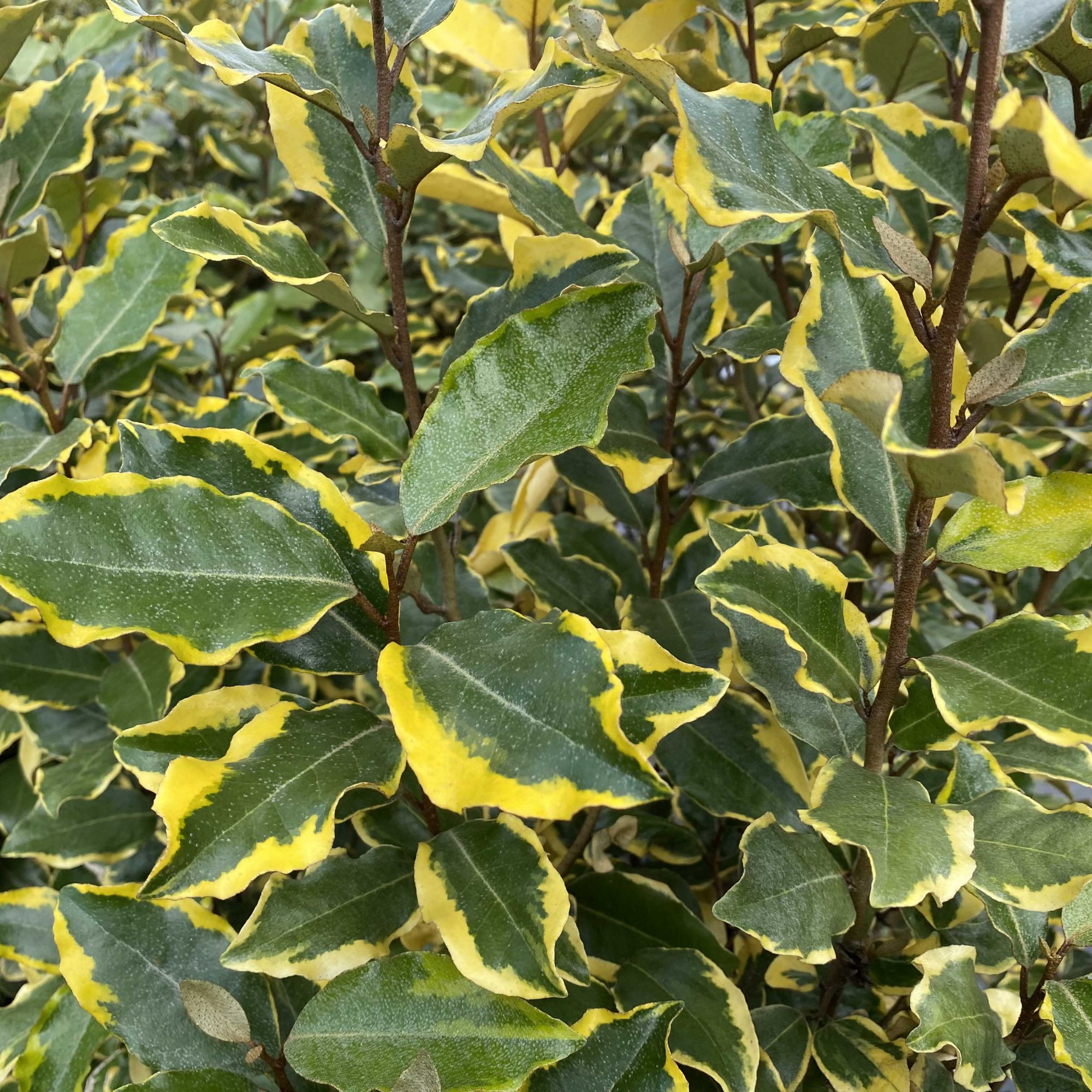 Elaeagnus Limelight - Kelways Plants Ltd
