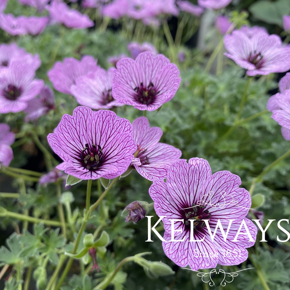 Geranium (Cinereum Group) 'Ballerina' - Kelways Plants Ltd