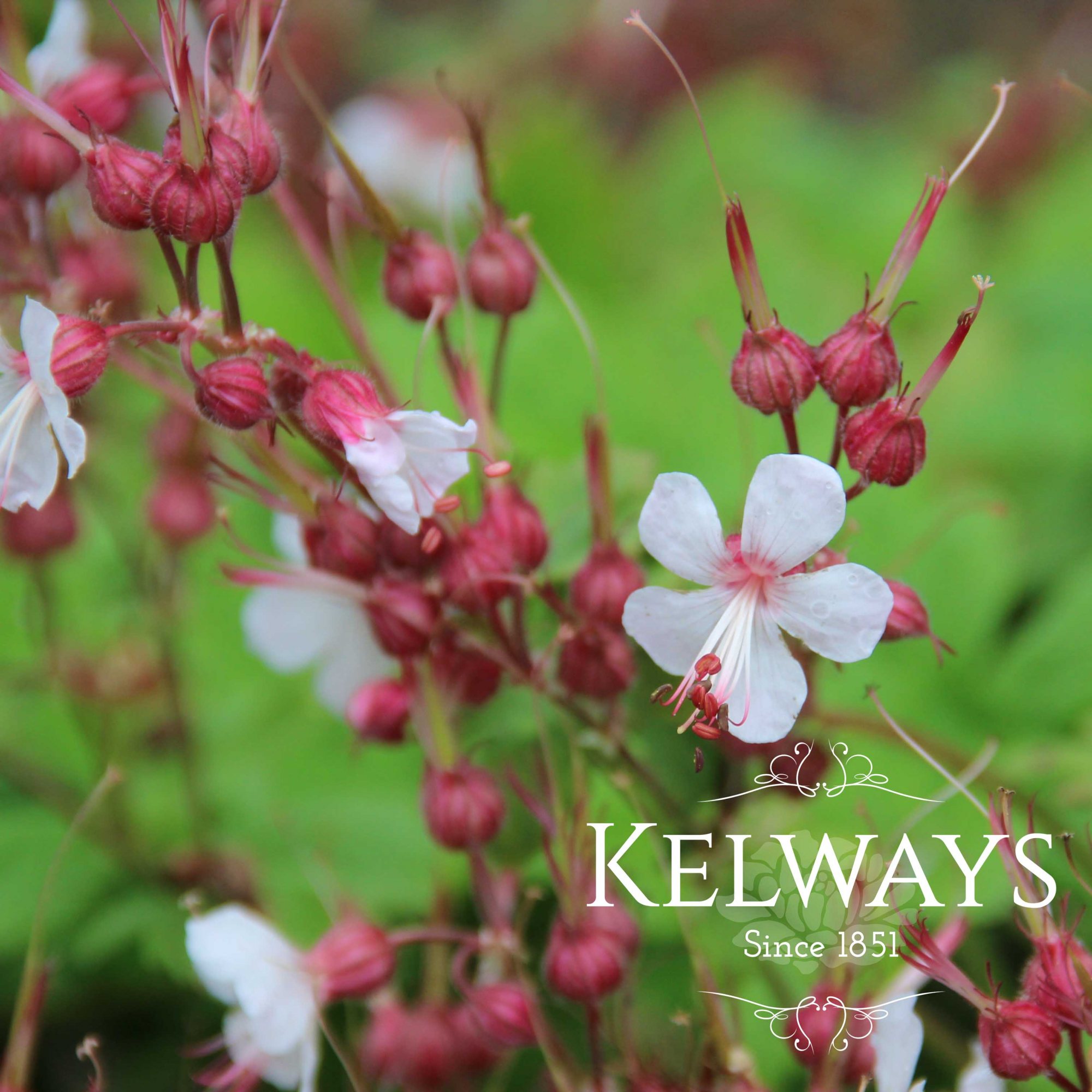 Geranium macrorrhizum 'Spessart' - Kelways Plants Ltd
