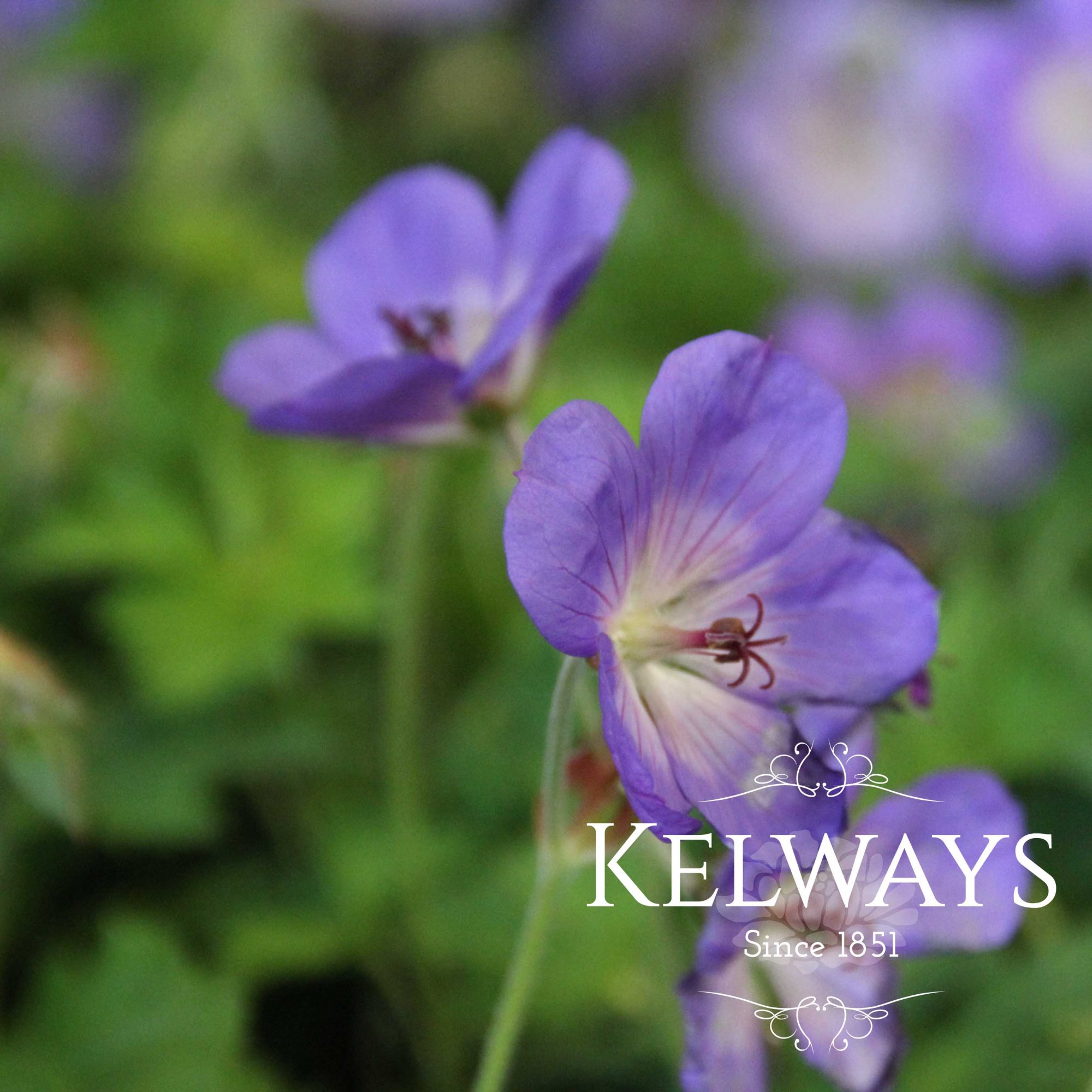 Geranium ROZANNE ('Gerwat' PBR) - Kelways Plants Ltd