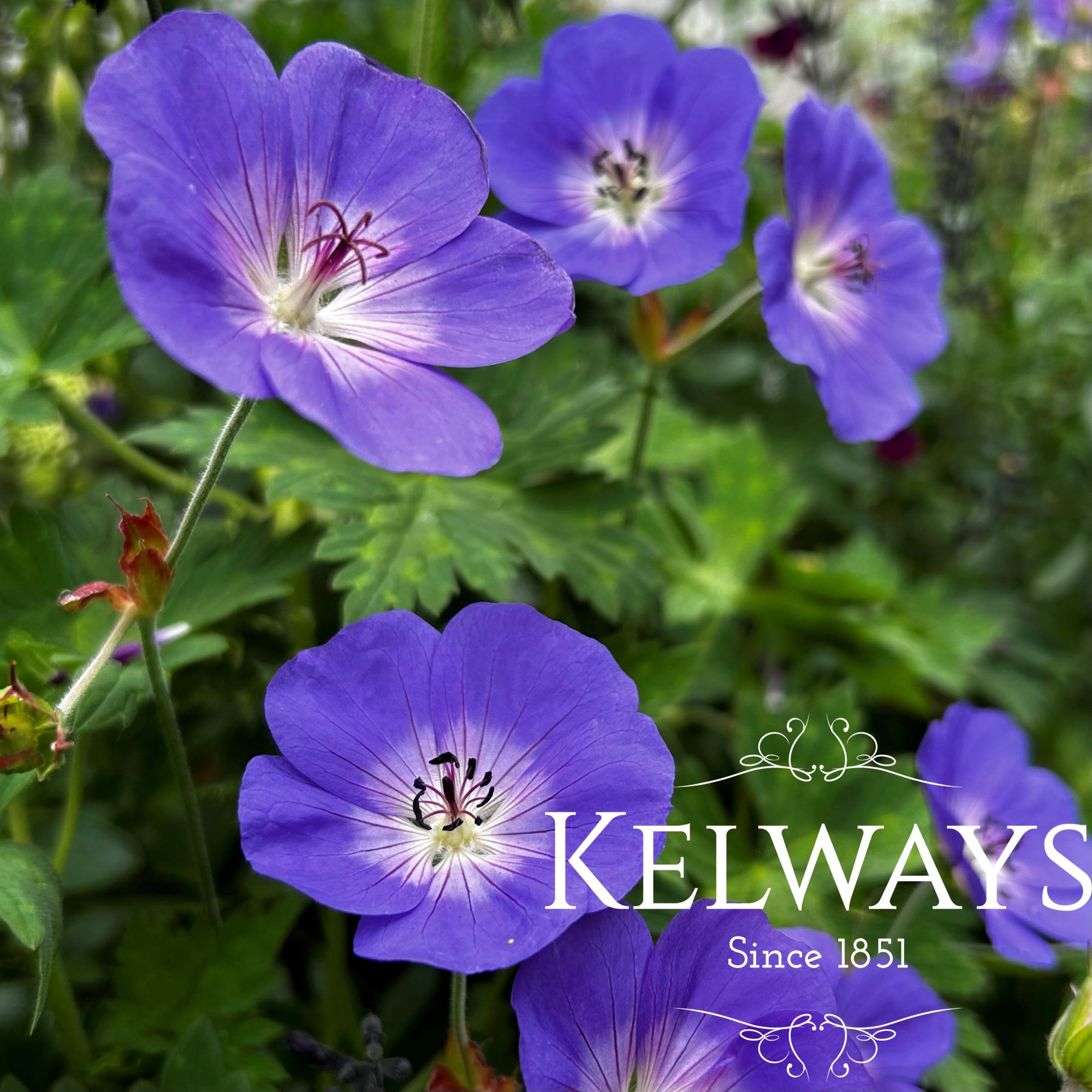 Geranium ROZANNE ('Gerwat' PBR) - Kelways Plants Ltd