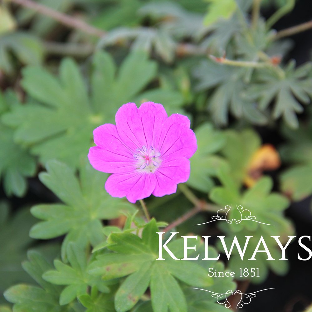 Geranium sanguineum 'Max Frei' - Kelways Plants Ltd