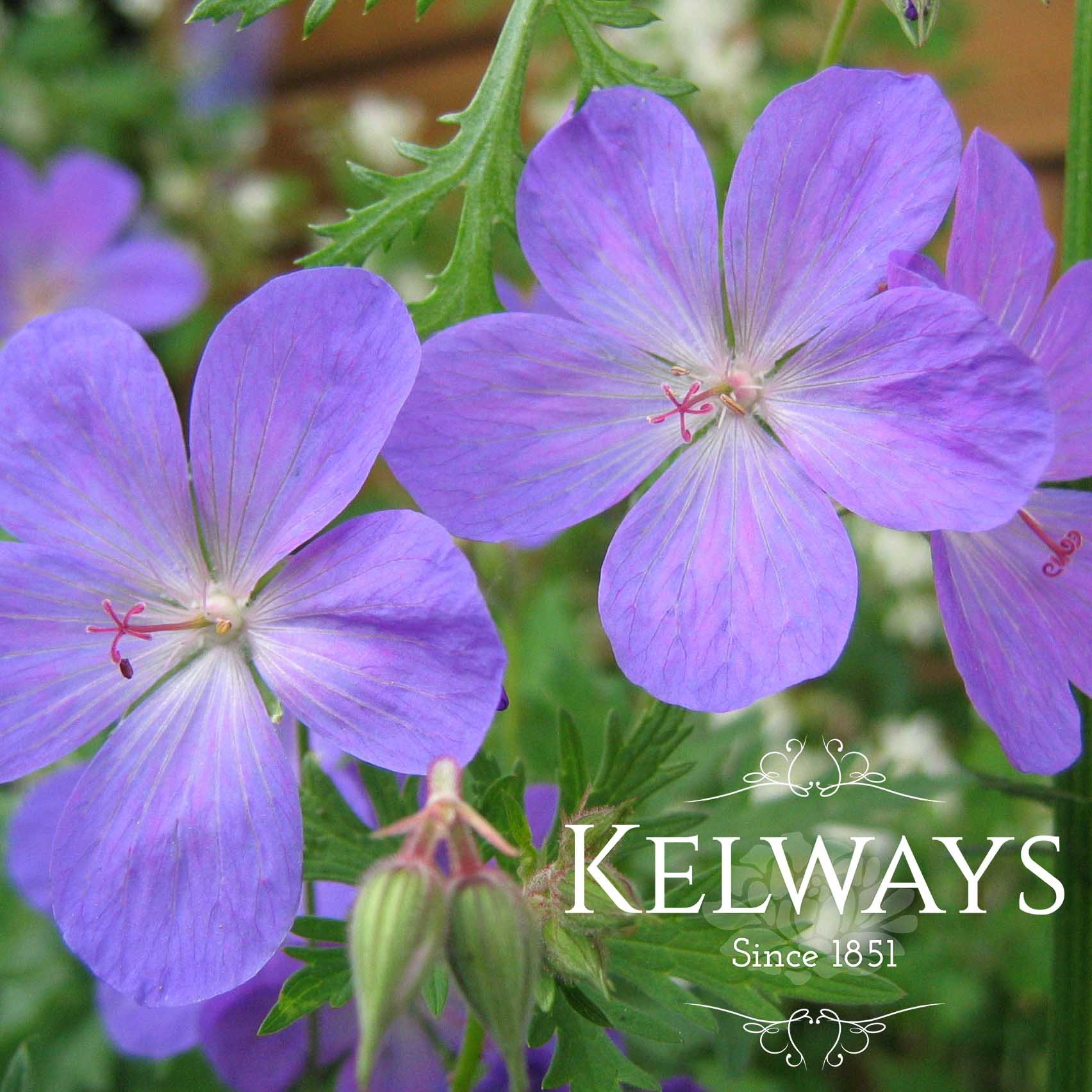 Geranium x johnsonii 'Johnson's Blue' - Kelways Plants Ltd