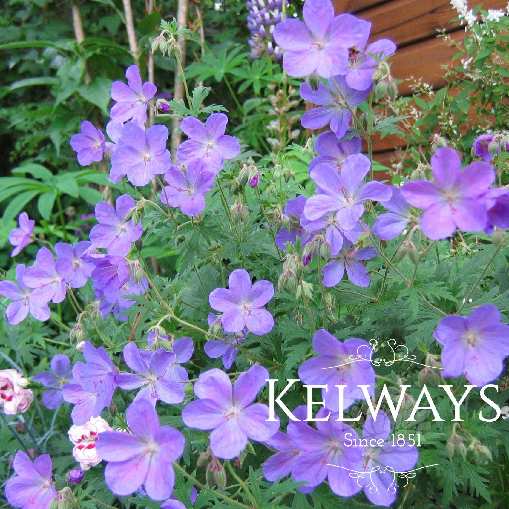 Geranium x johnsonii 'Johnson's Blue' - Kelways Plants Ltd