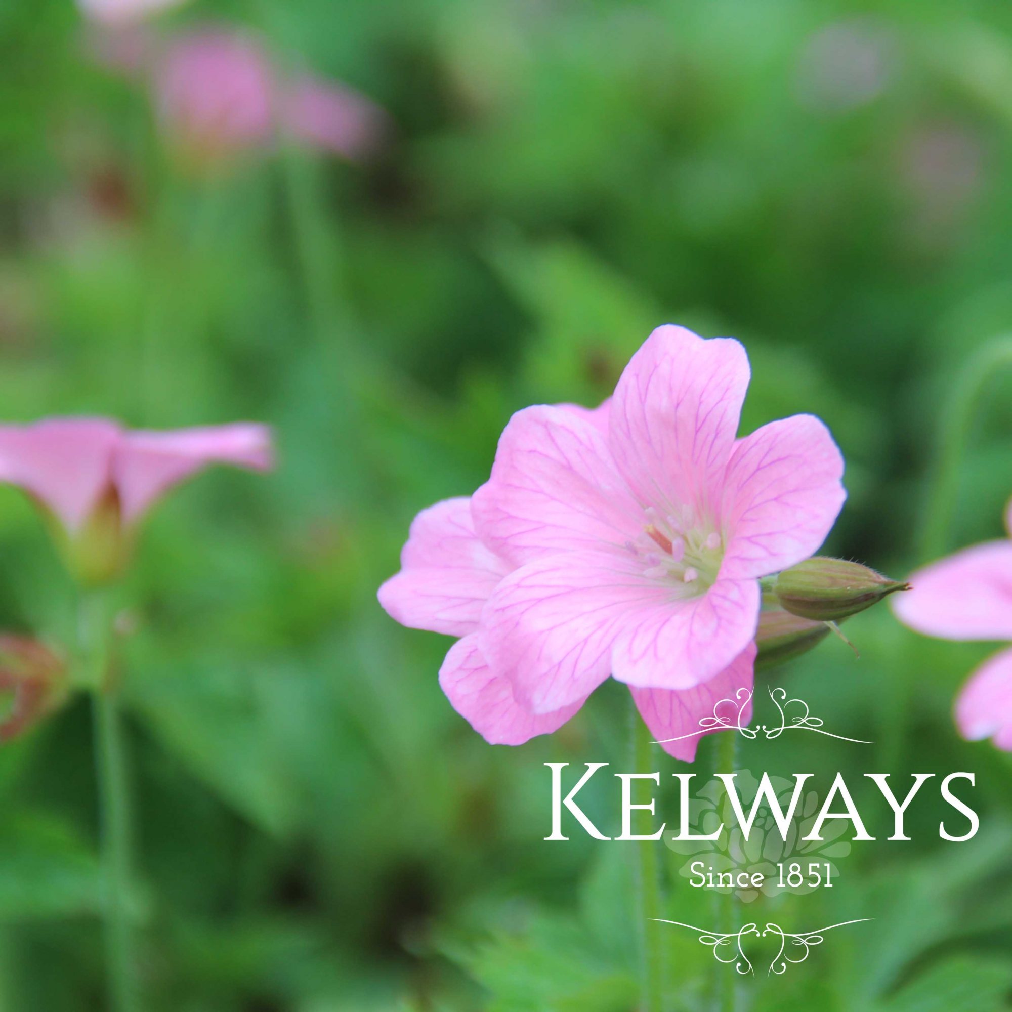 Geranium x oxonianum 'Wargrave Pink' (2 litre pot) - Kelways Plants Ltd