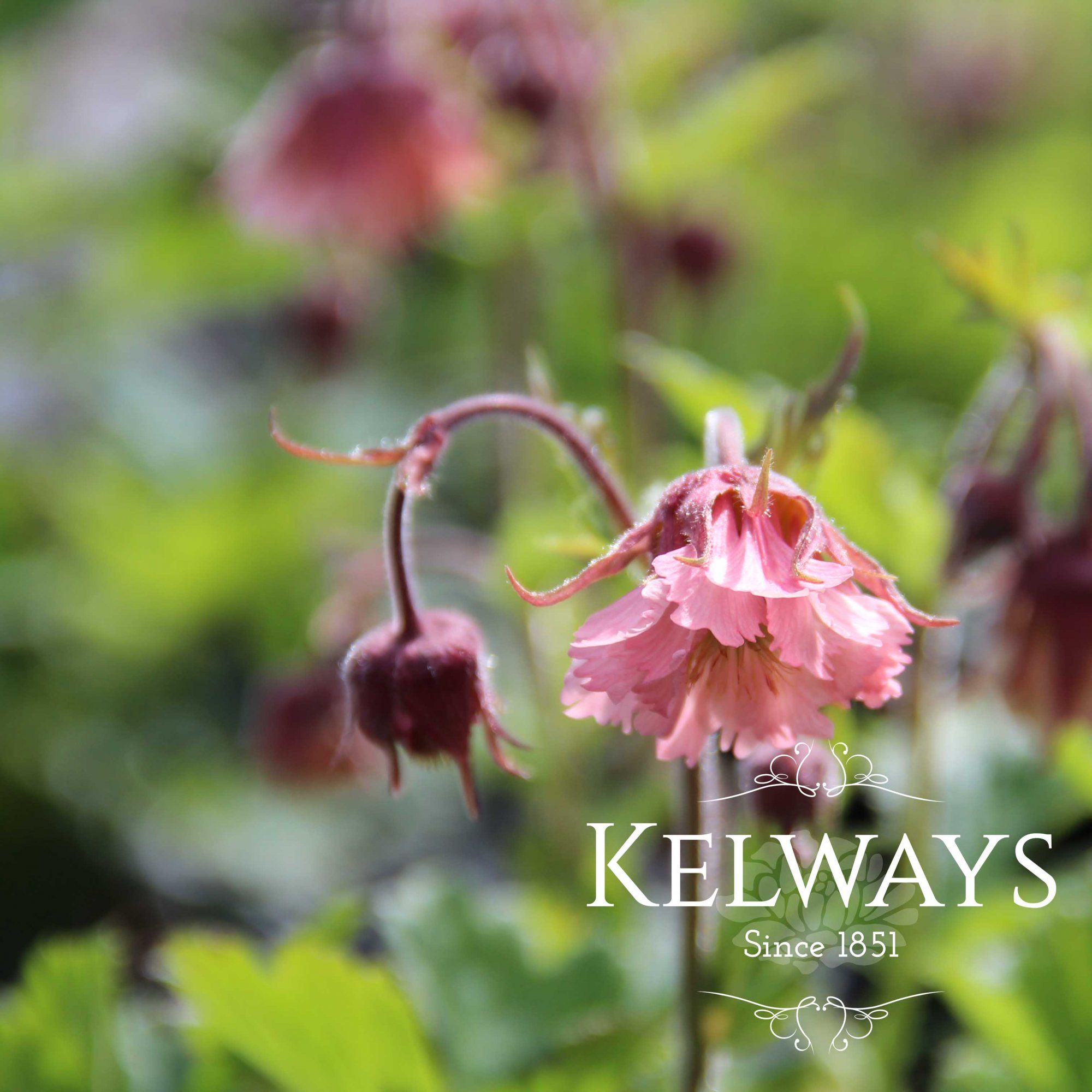 Geum Pink Frills - Kelways Plants Ltd