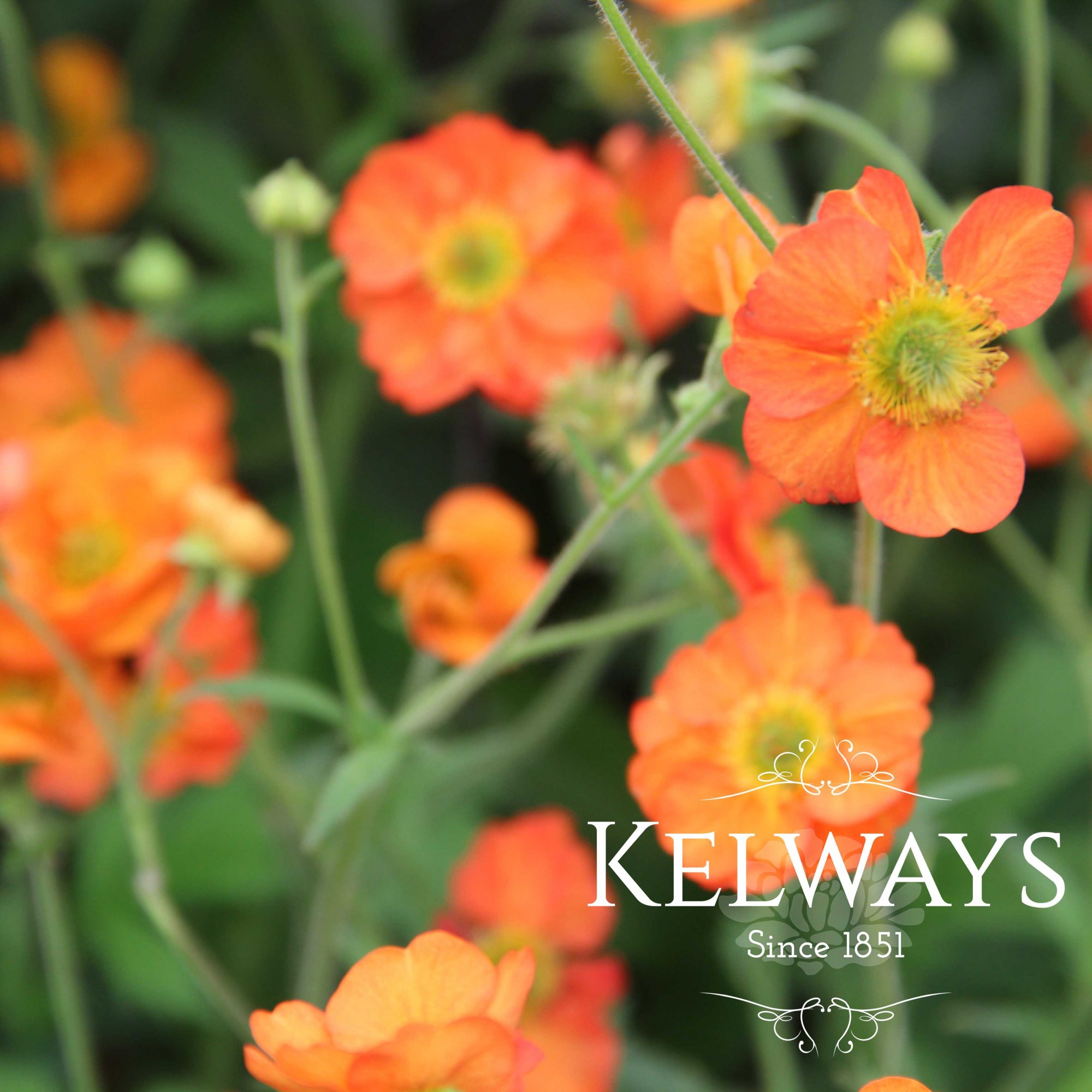 Geum 'Scarlet Tempest' (Tempest Series) - Kelways Plants Ltd
