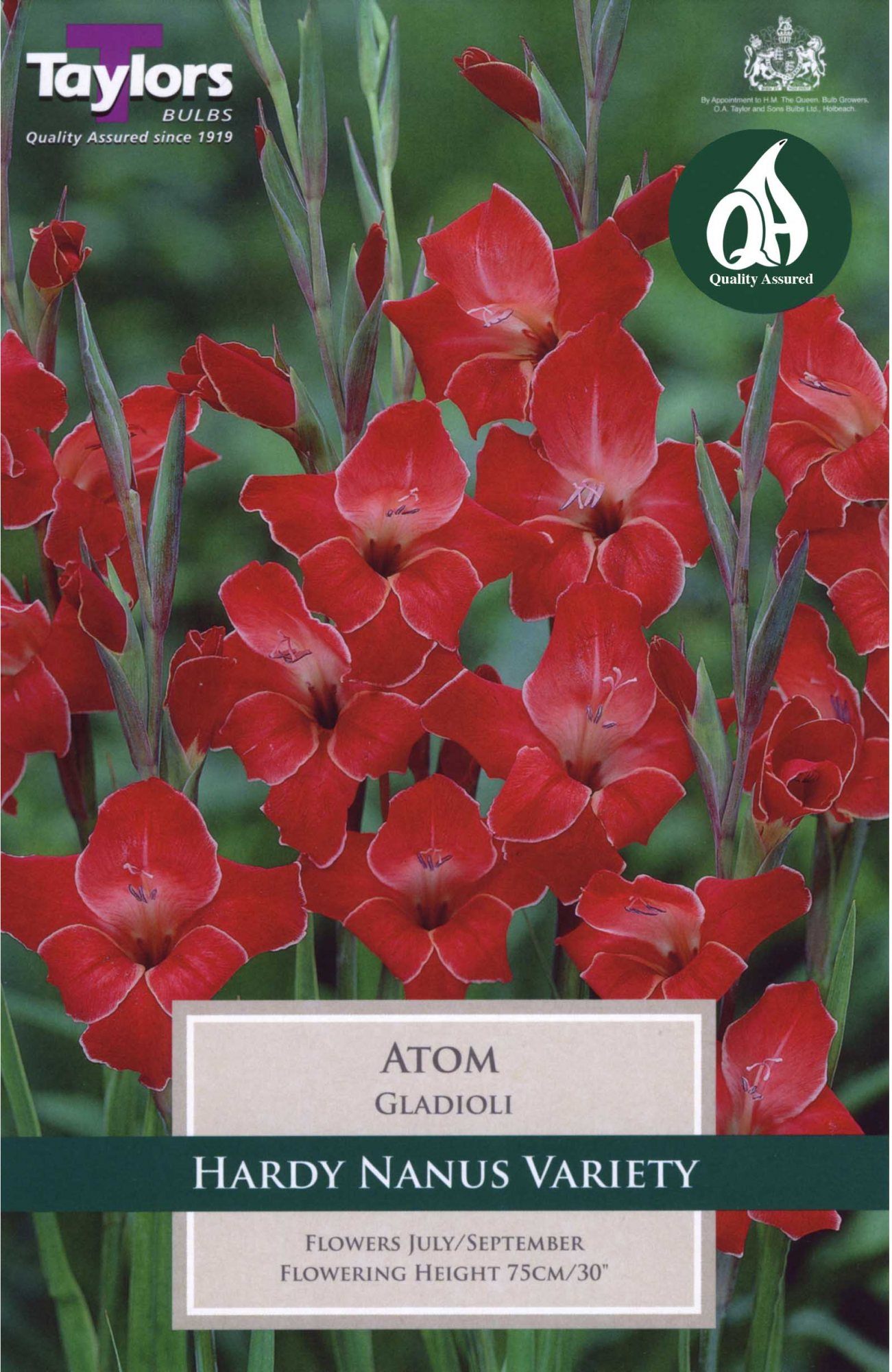 Taylors Bulbs Gladiolus Atom (10 corms) - Kelways Plants Ltd