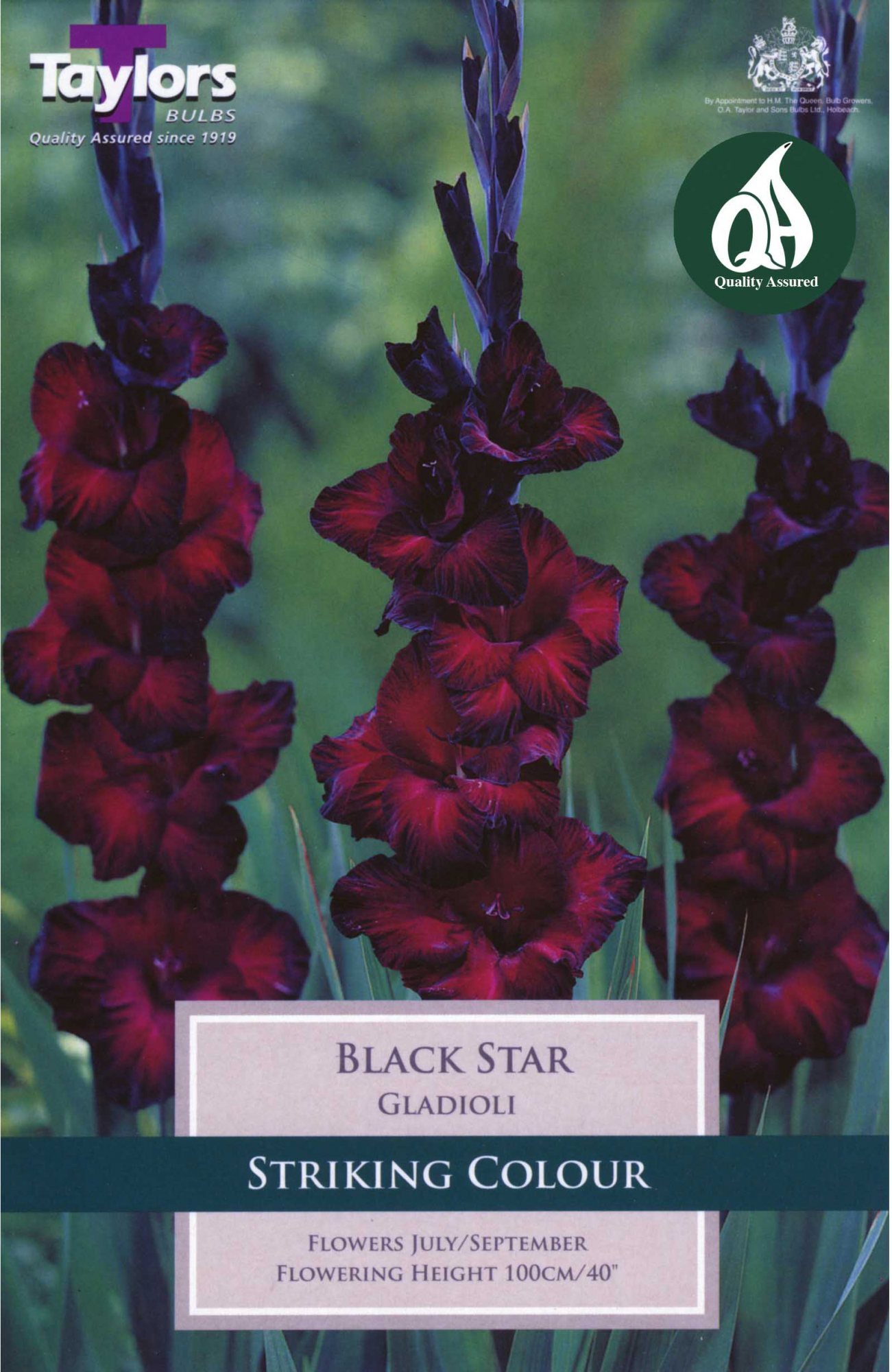 Taylors Bulbs Gladiolus Black Star (10 corms) - Kelways Plants Ltd