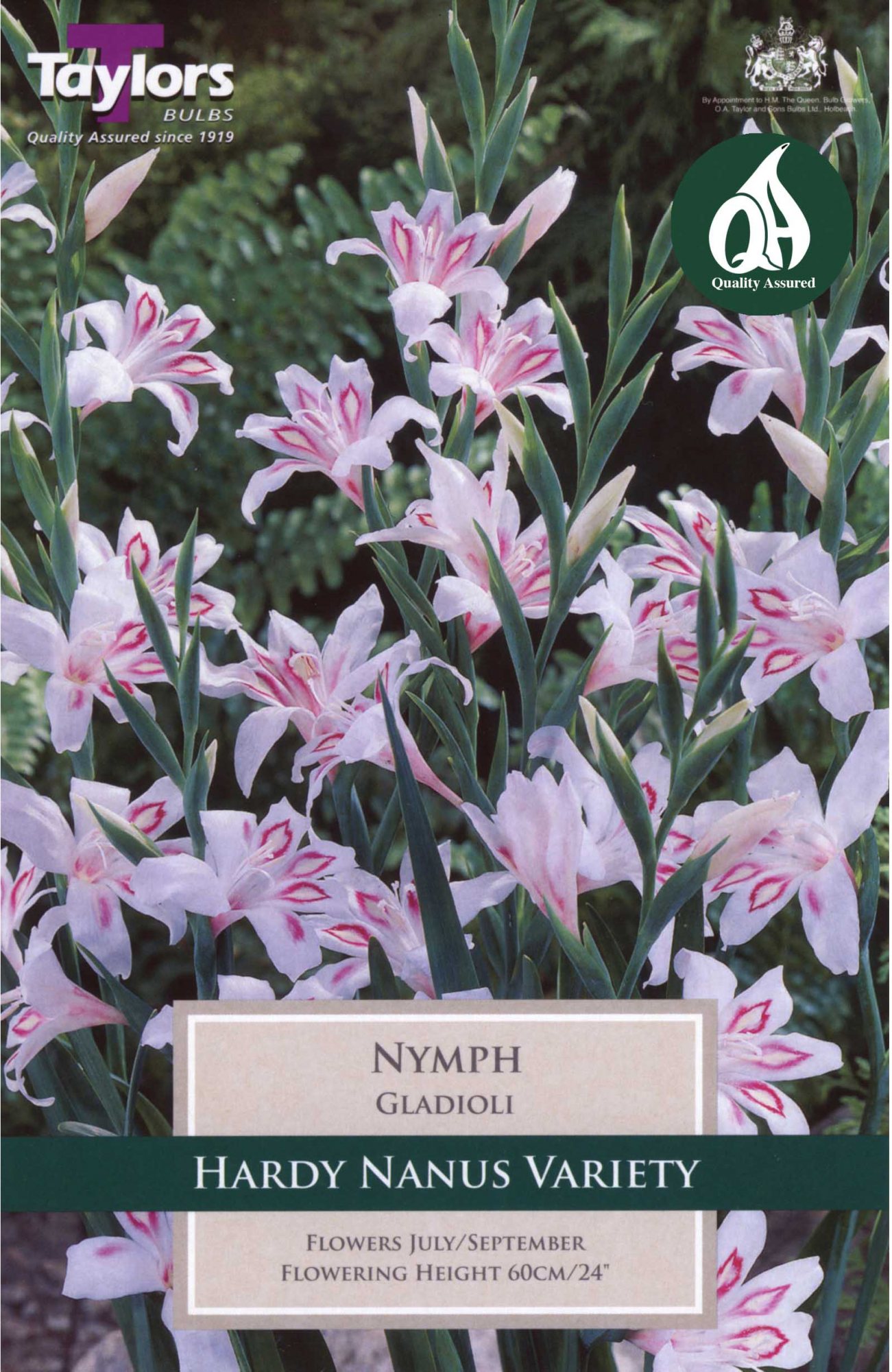 Taylors Bulbs Gladiolus Nymph (10 corms) - Kelways Plants Ltd