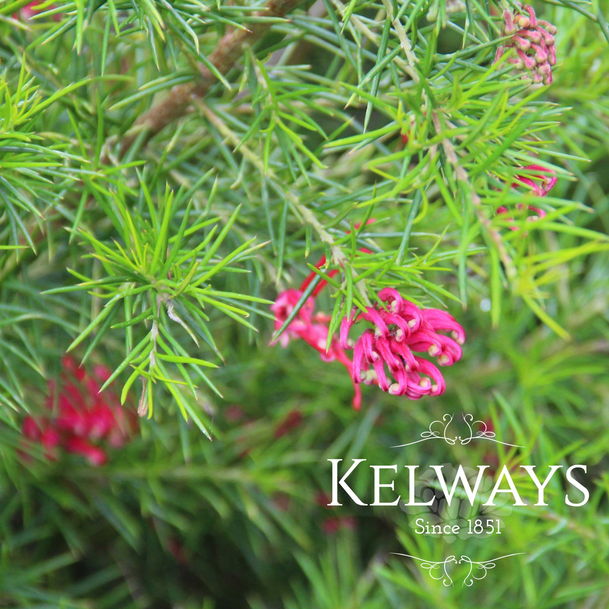 Grevillea 'Canberra Gem' - Kelways Plants Ltd