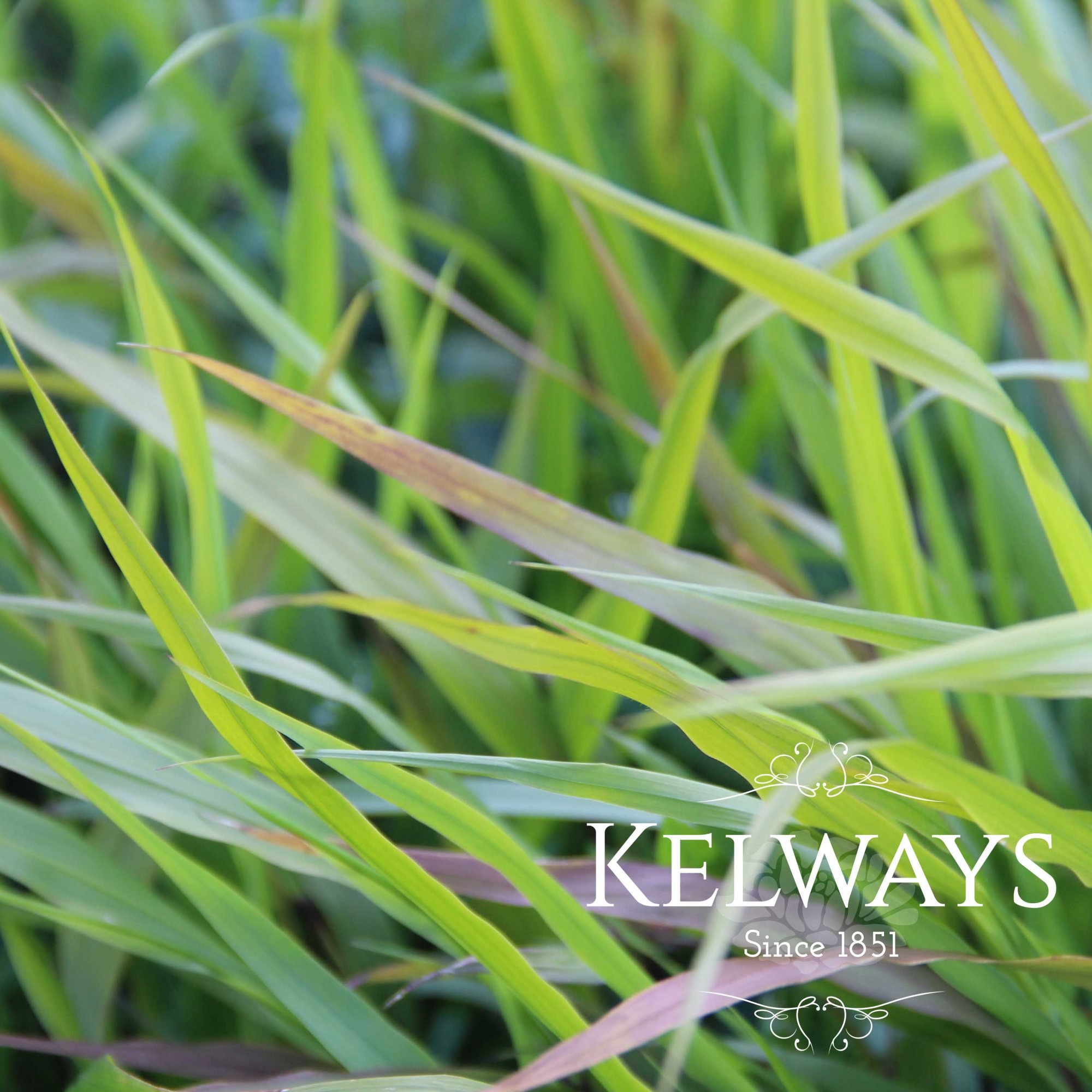 Hakonechloa macra - Kelways Plants Ltd
