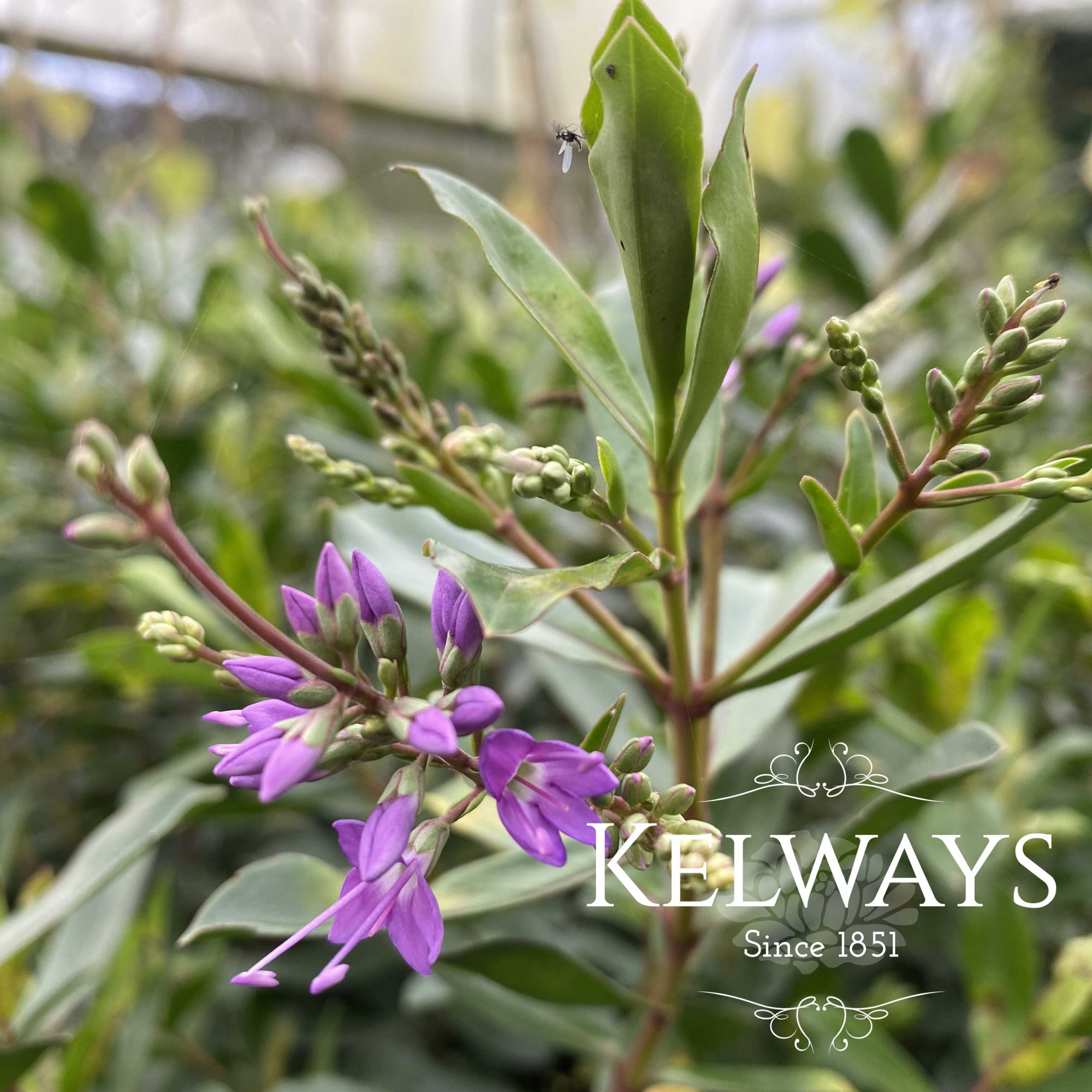 Hebe Inspiration - Kelways Plants Ltd