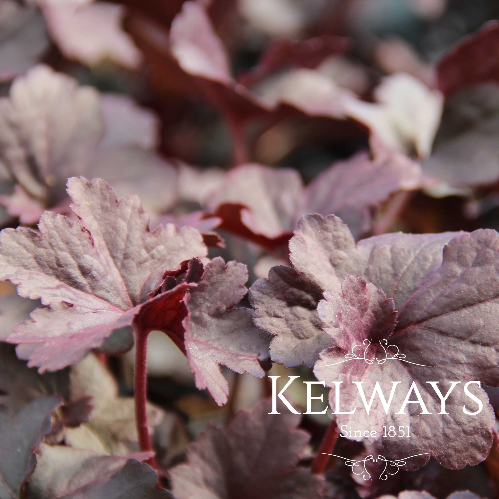 Heuchera 'Obsidian' - Kelways Plants Ltd